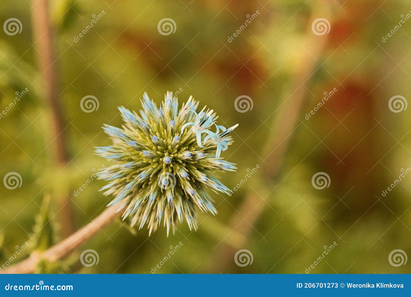 Echinops ritro stock image. Image of flower, natural - 206701273