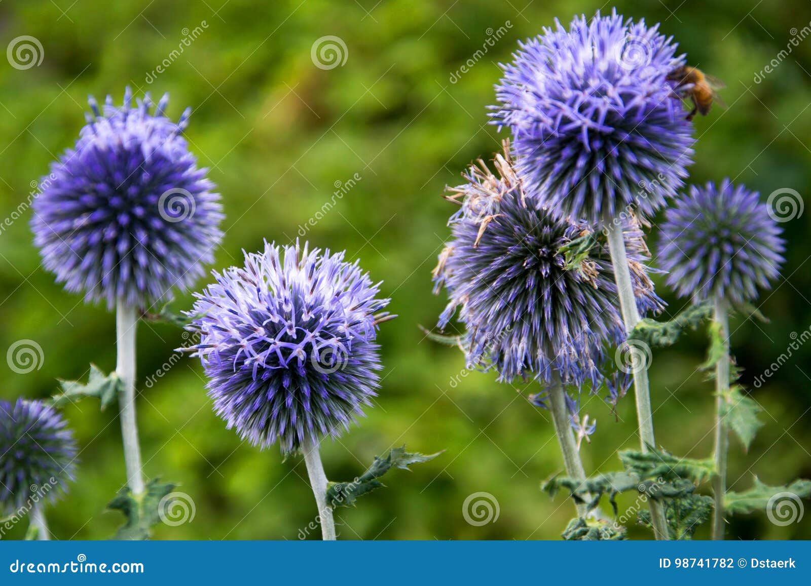 Echinops ritro stock photo. Image of pharmacy, apiary - 98741782