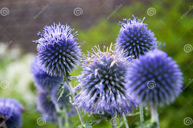 Echinops ritro stock image. Image of bloom, leaves, natural - 98741831