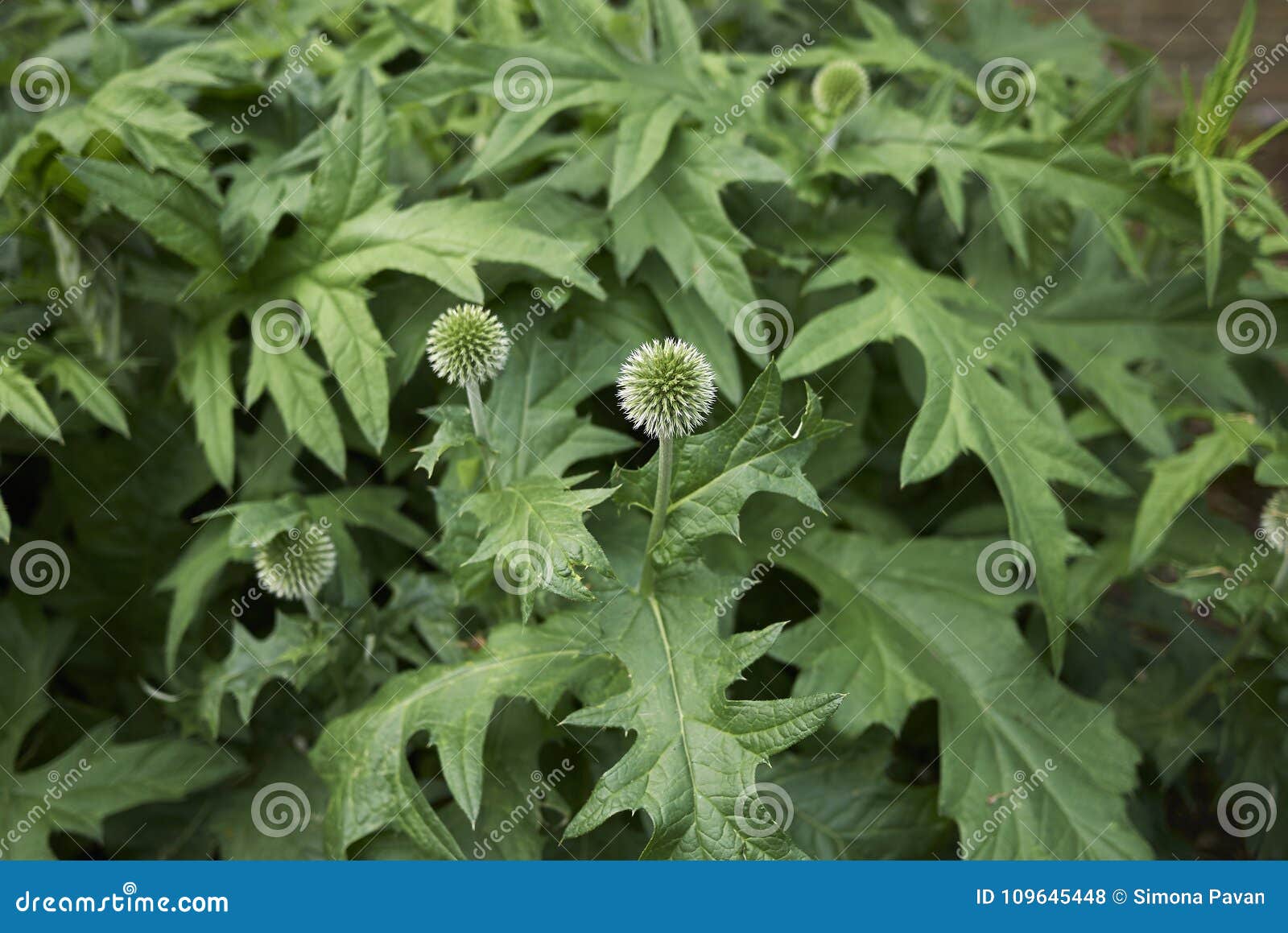 Echinops ritro plant stock photo. Image of flowers, perennial - 109645448