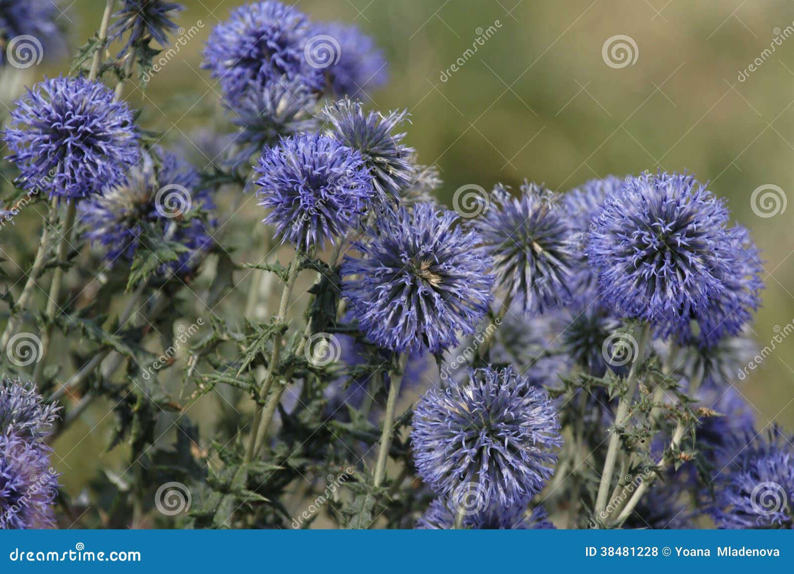 Echinops ritro stock photo. Image of flower, botany, floral - 38481228