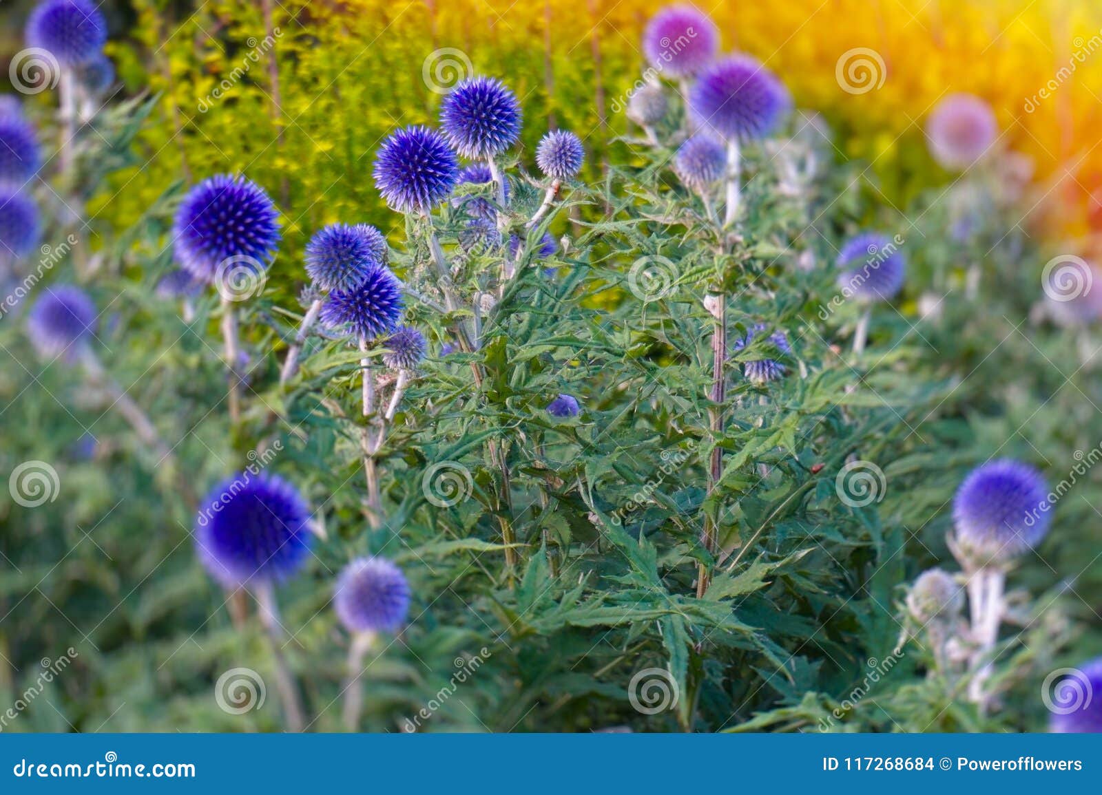 Echinops veitch`s blue stock photo. Image of summer - 117268684