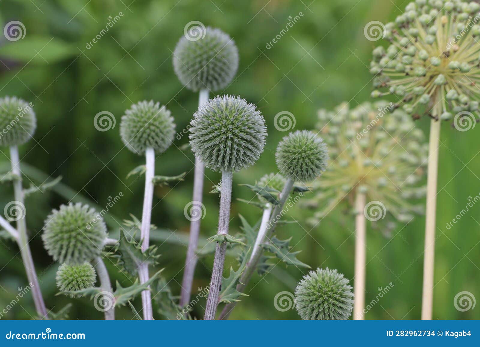 Echinops Sphaerocephalus Known As Great Globe Thistle. Stock Photo ...