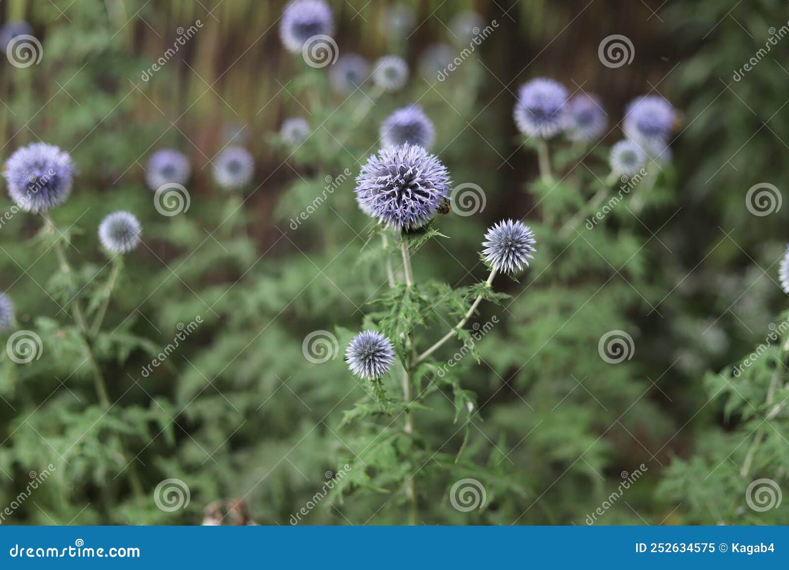 Echinops Sphaerocephalus Known As Great Globe Thistle or Pale Globe ...