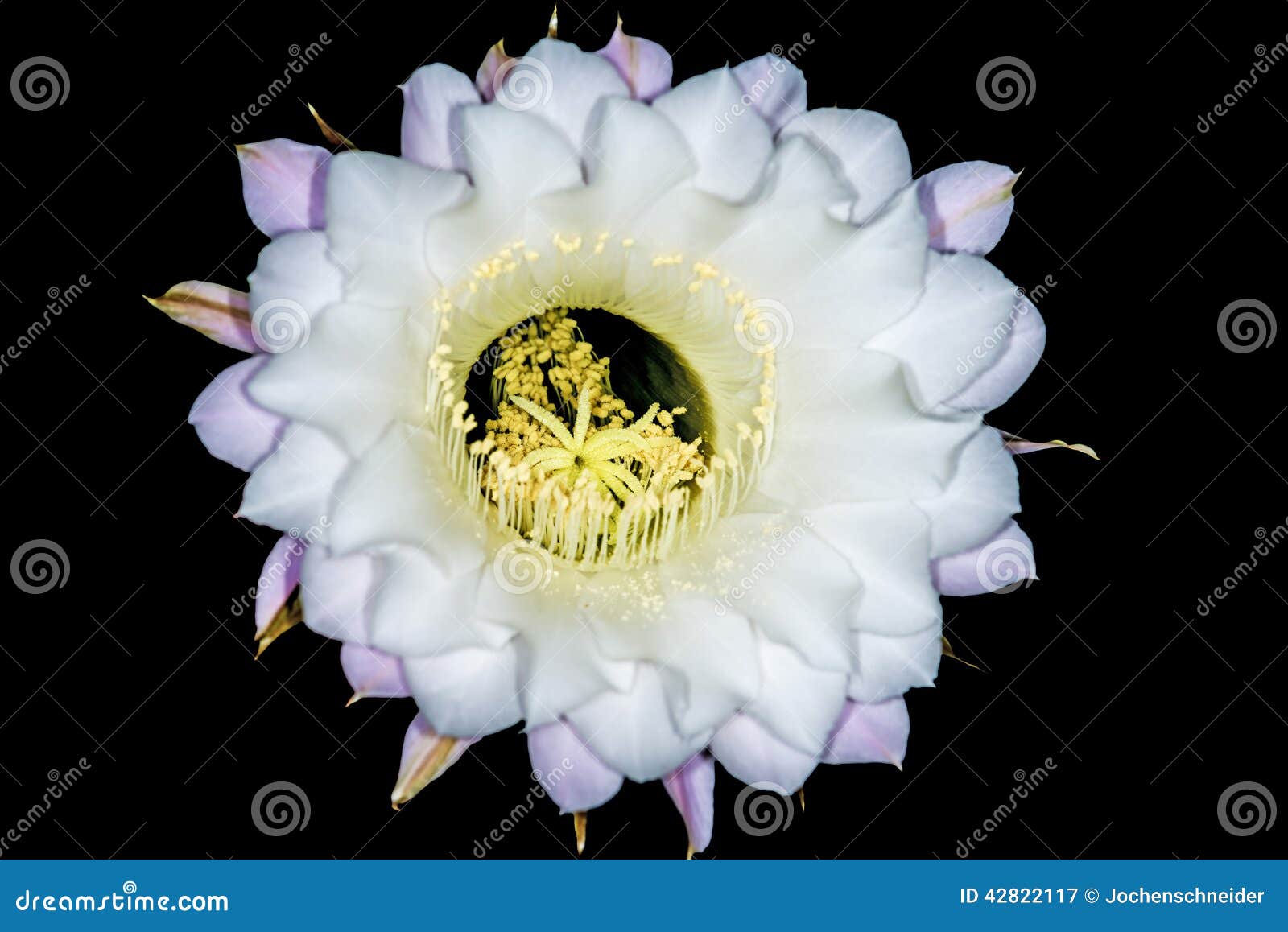 Echinopsis Eyriesii with Flower Stock Image - Image of eyriesii ...