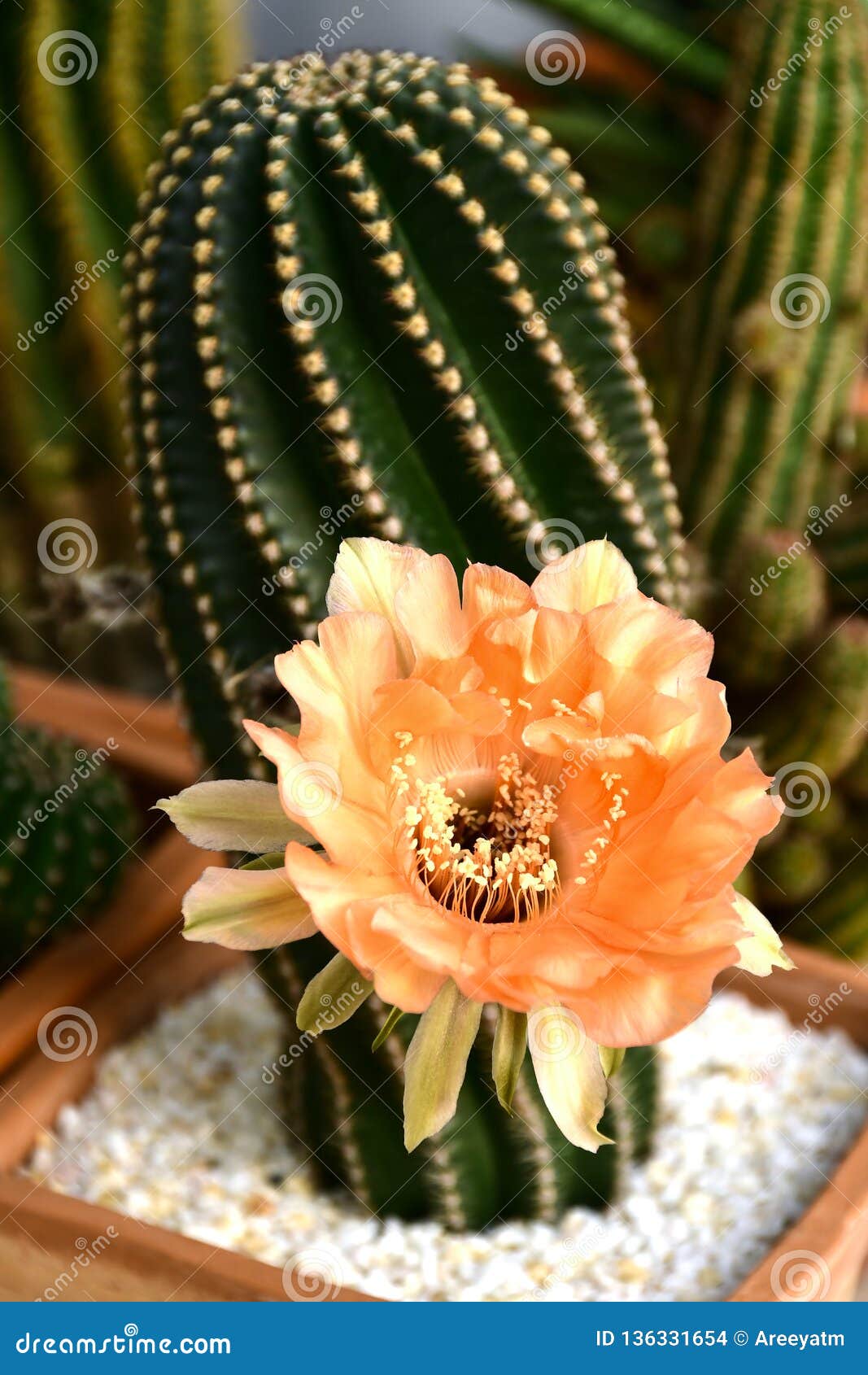 Echinopsis Hybrid Orange Paramount Cactus. Stock Photo - Image of ...
