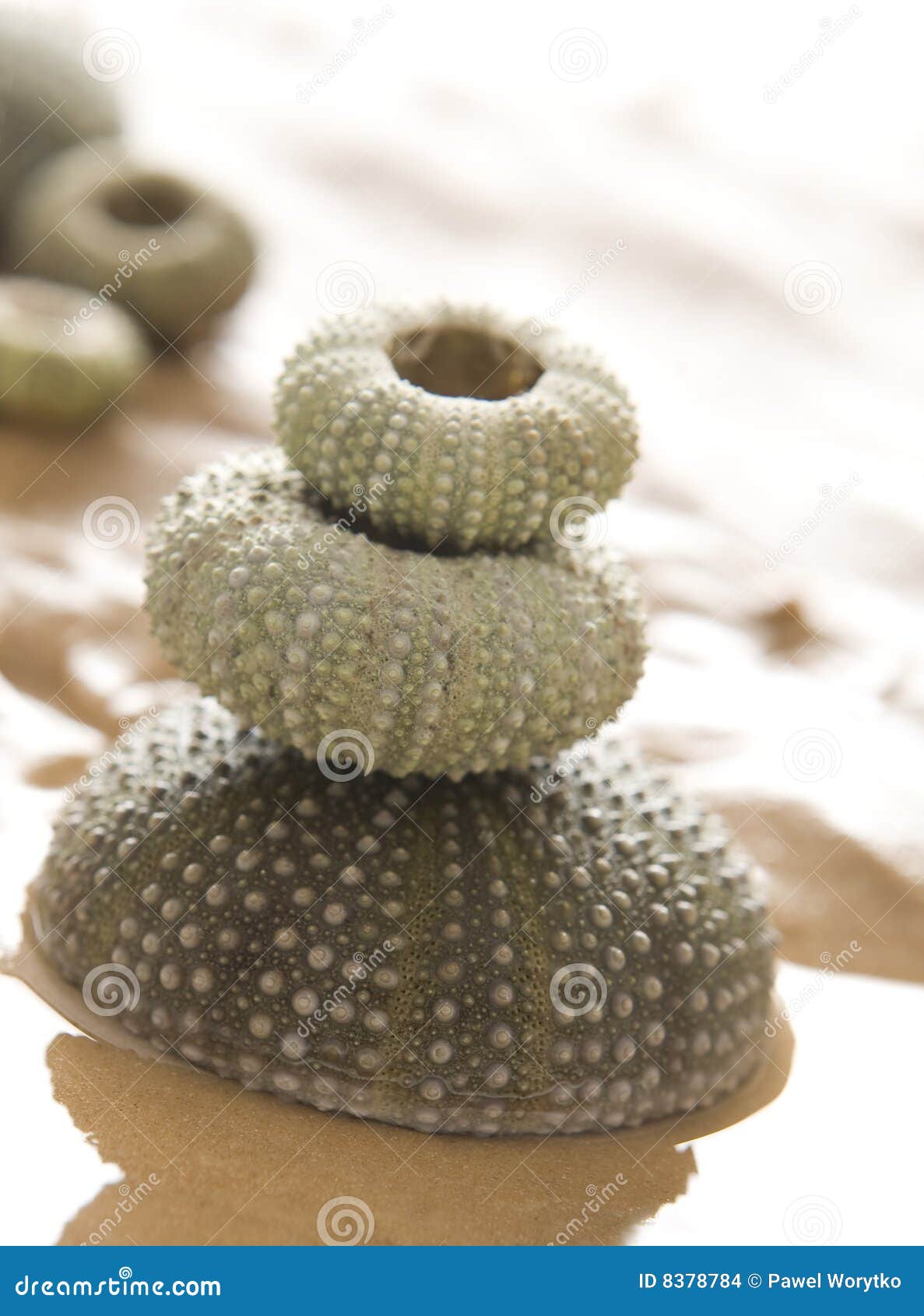 Echinus on the beach stock photo. Image of coral, design - 8378784