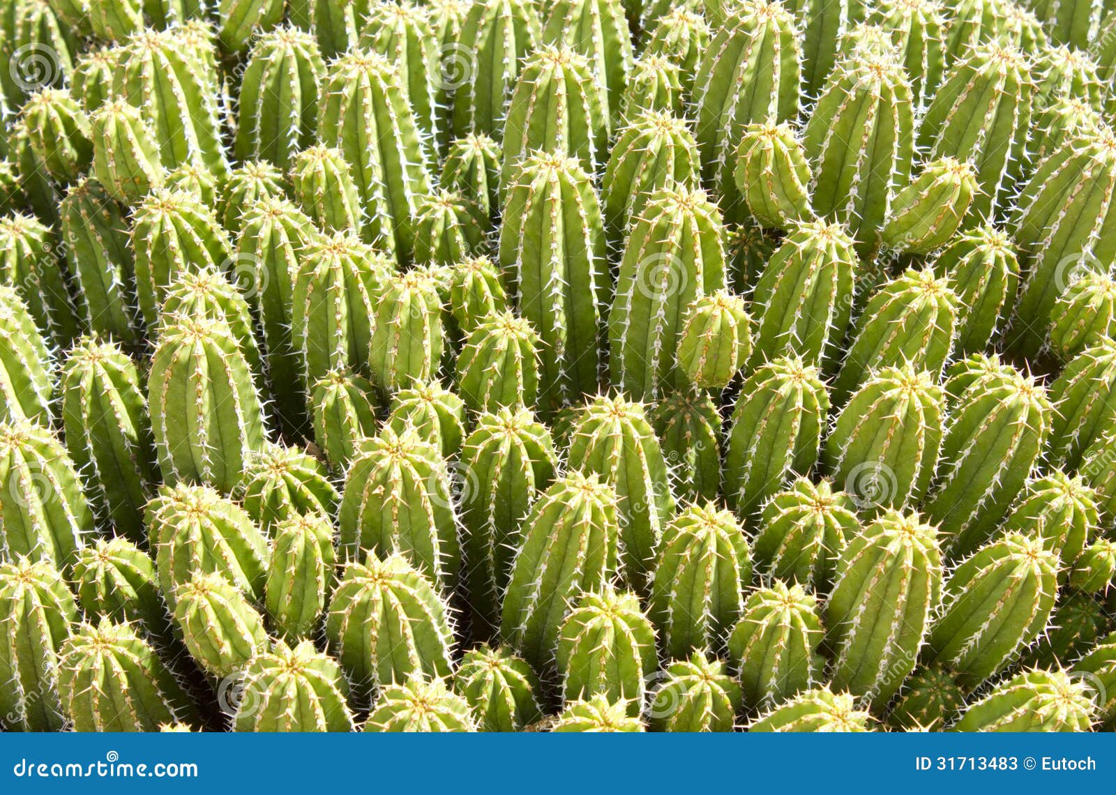 Echinus del euforbio imagen de archivo. Imagen de spine - 31713483