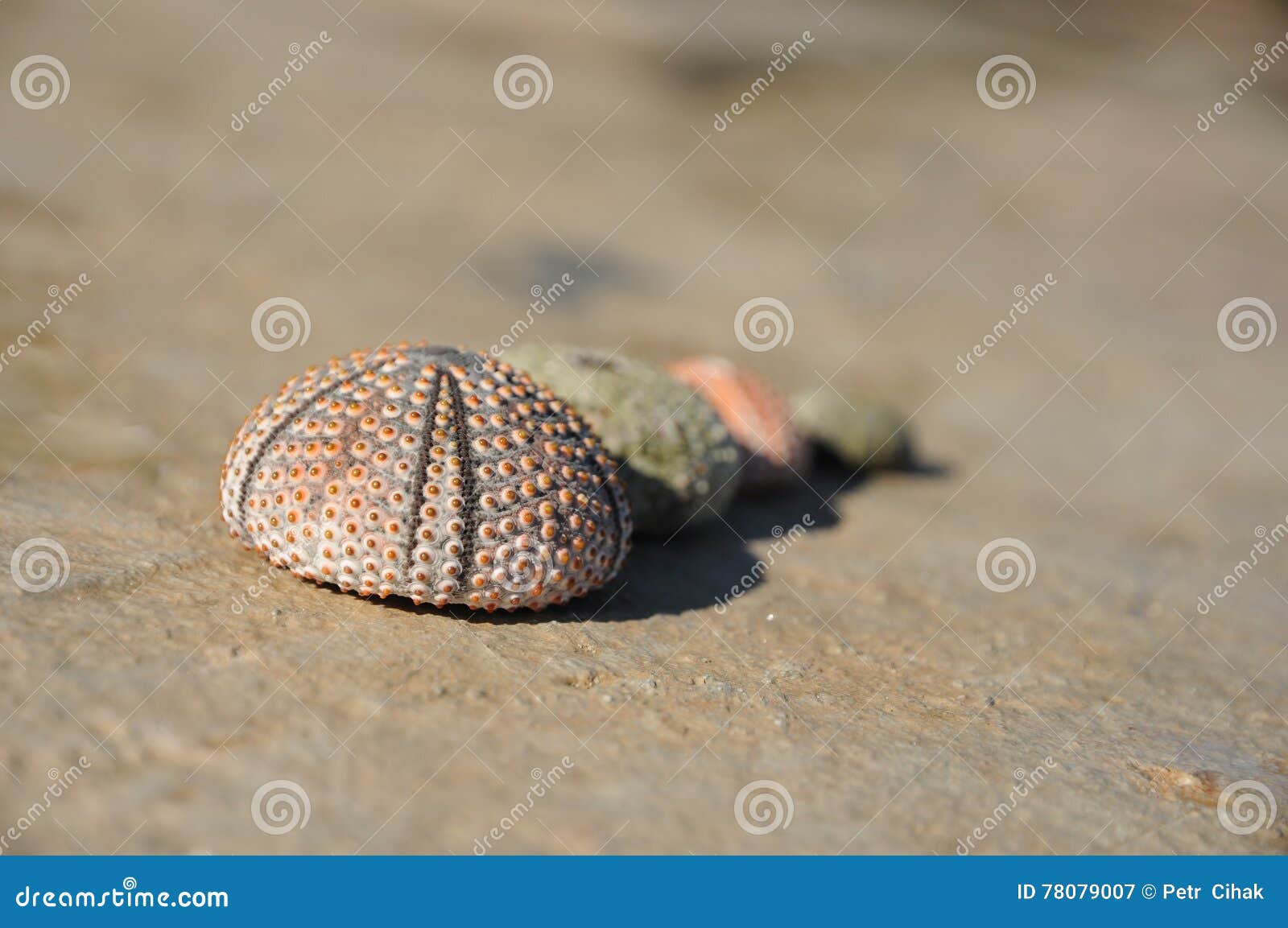 Echinus shell stock image. Image of beach, water, seashell - 78079007
