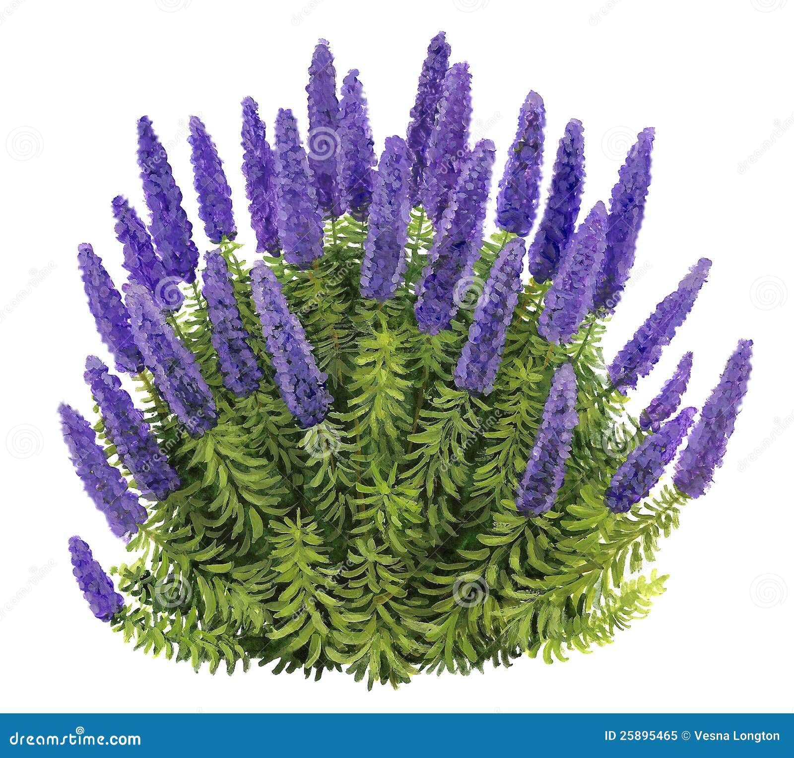 Echium candicans stock illustration. Illustration of flores - 25895465