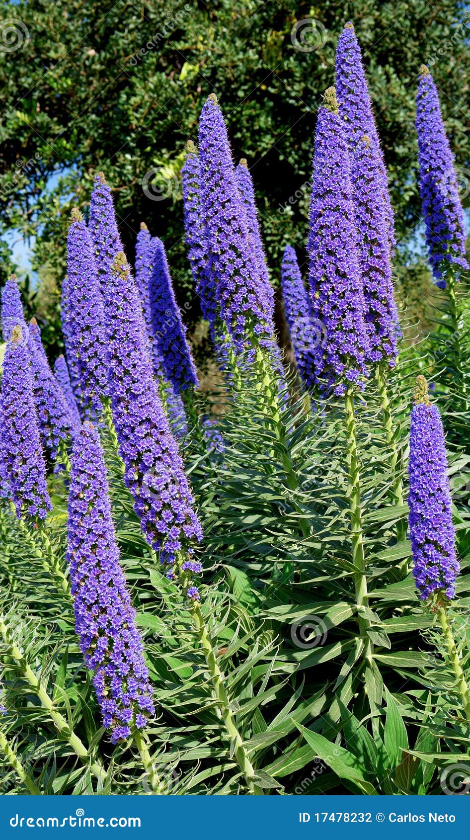 Echium Candicans in Full Bloom, Flower Detail Stock Photo - Image of ...