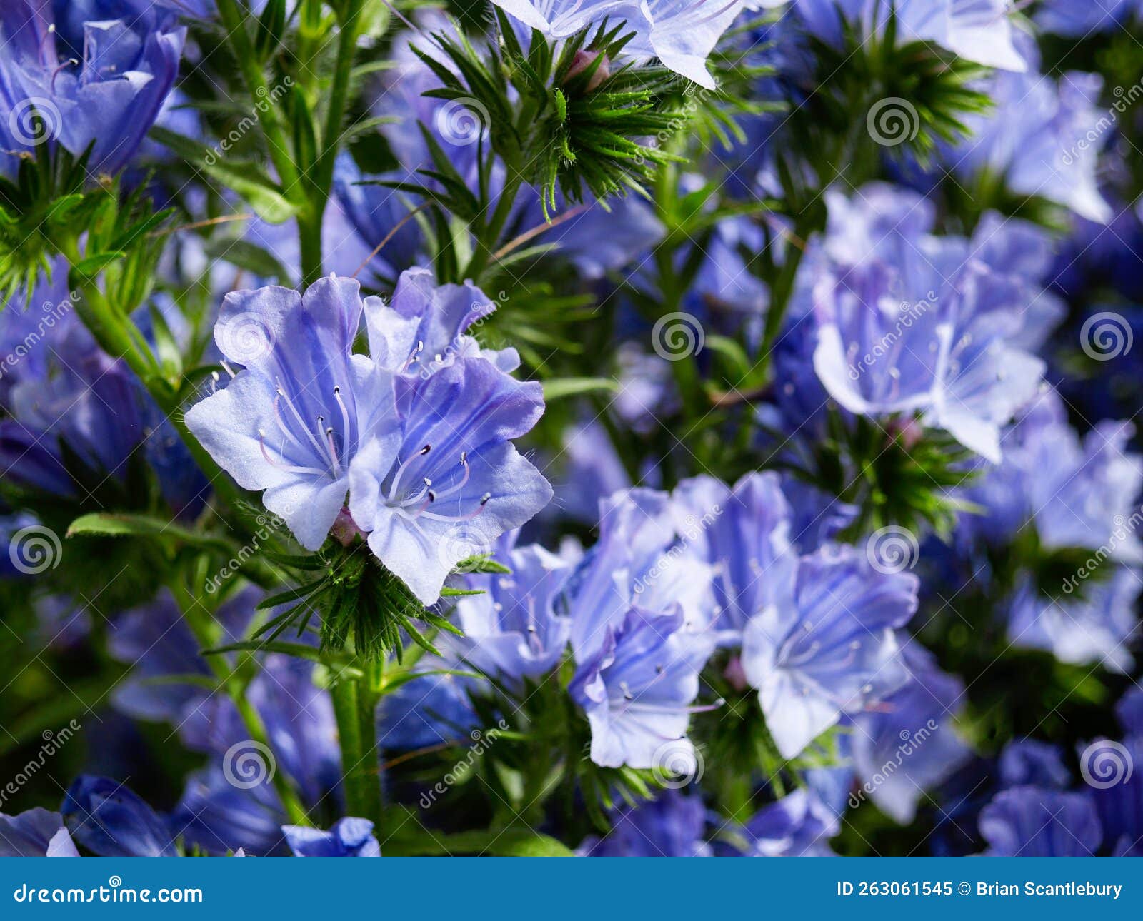 Echium Plantagineum.Blue Bedder Flowering Stock Image - Image of pretty ...