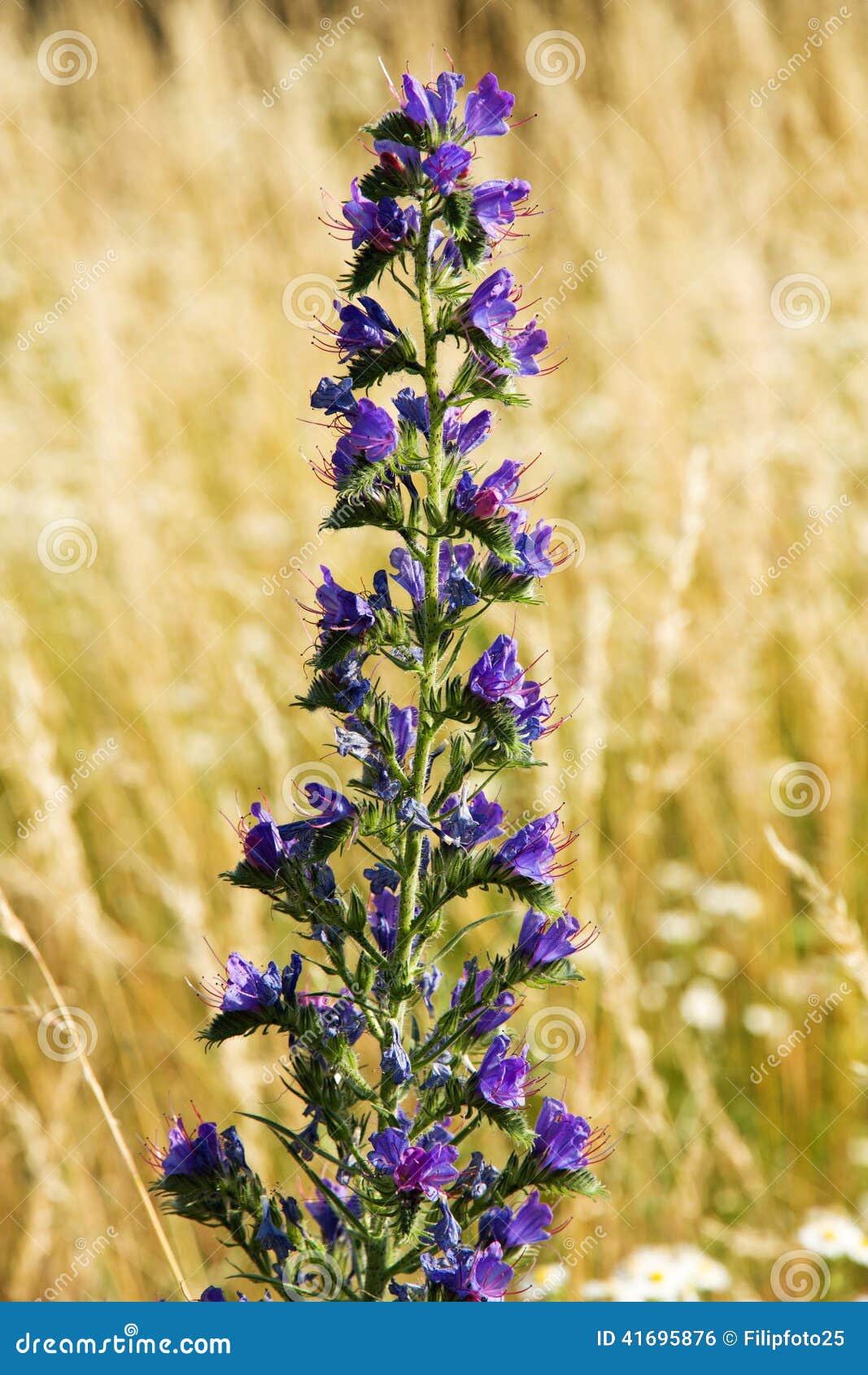 Echium vulgare stock photo. Image of detail, colorful - 41695876