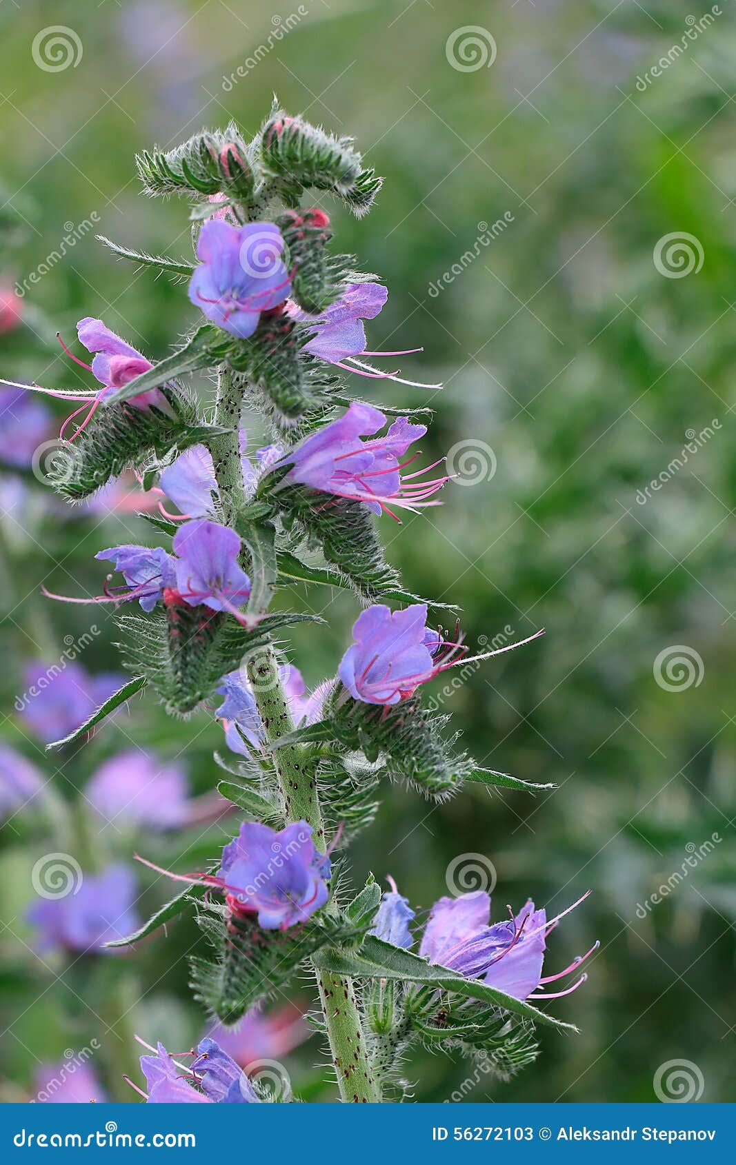 Echium Vulgare (Viper S Bugloss or Blueweed) in Flower Stock Image ...