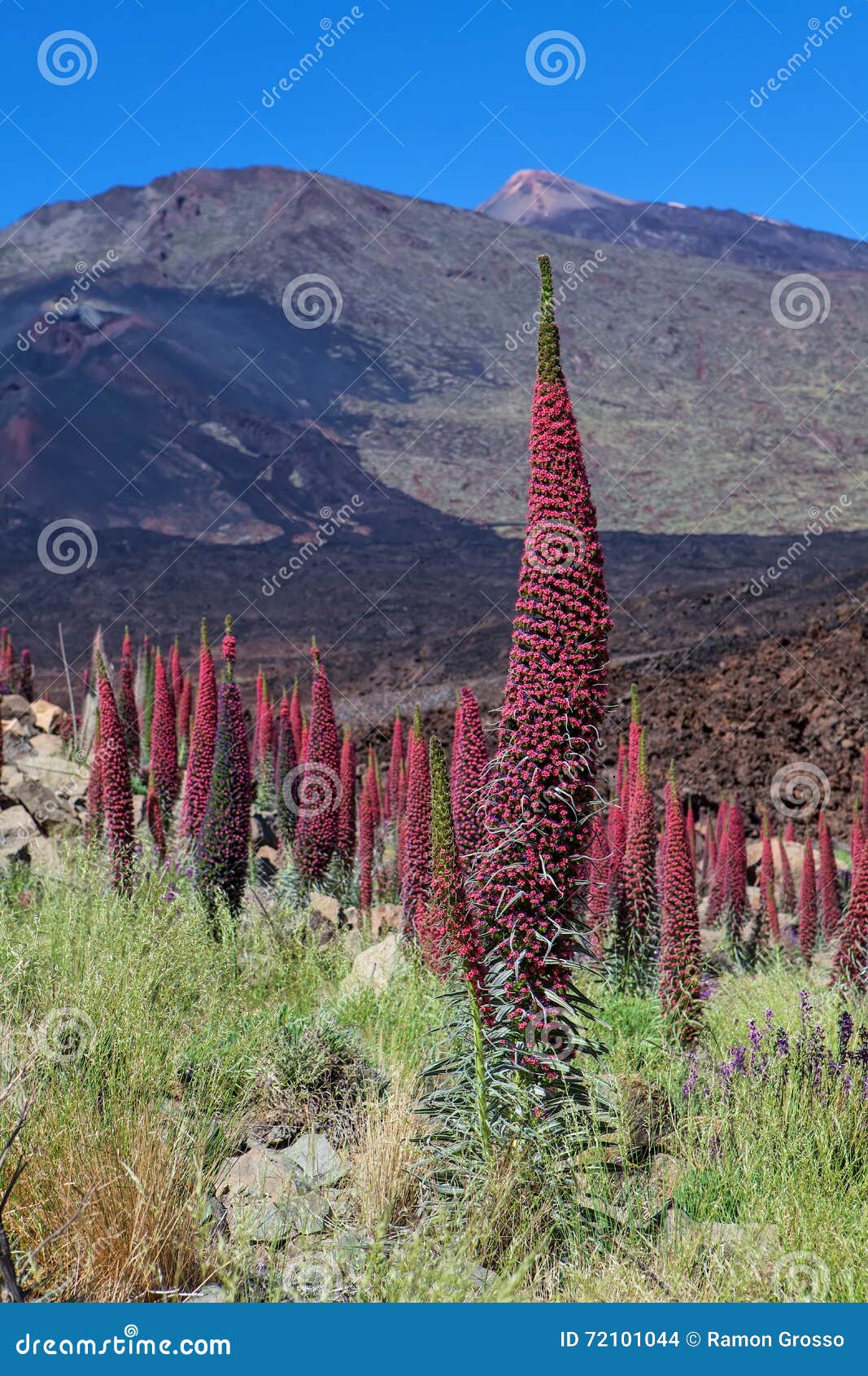 Echium Wildpretii Also Known As Tajinaste Rojo Flower, Protected ...