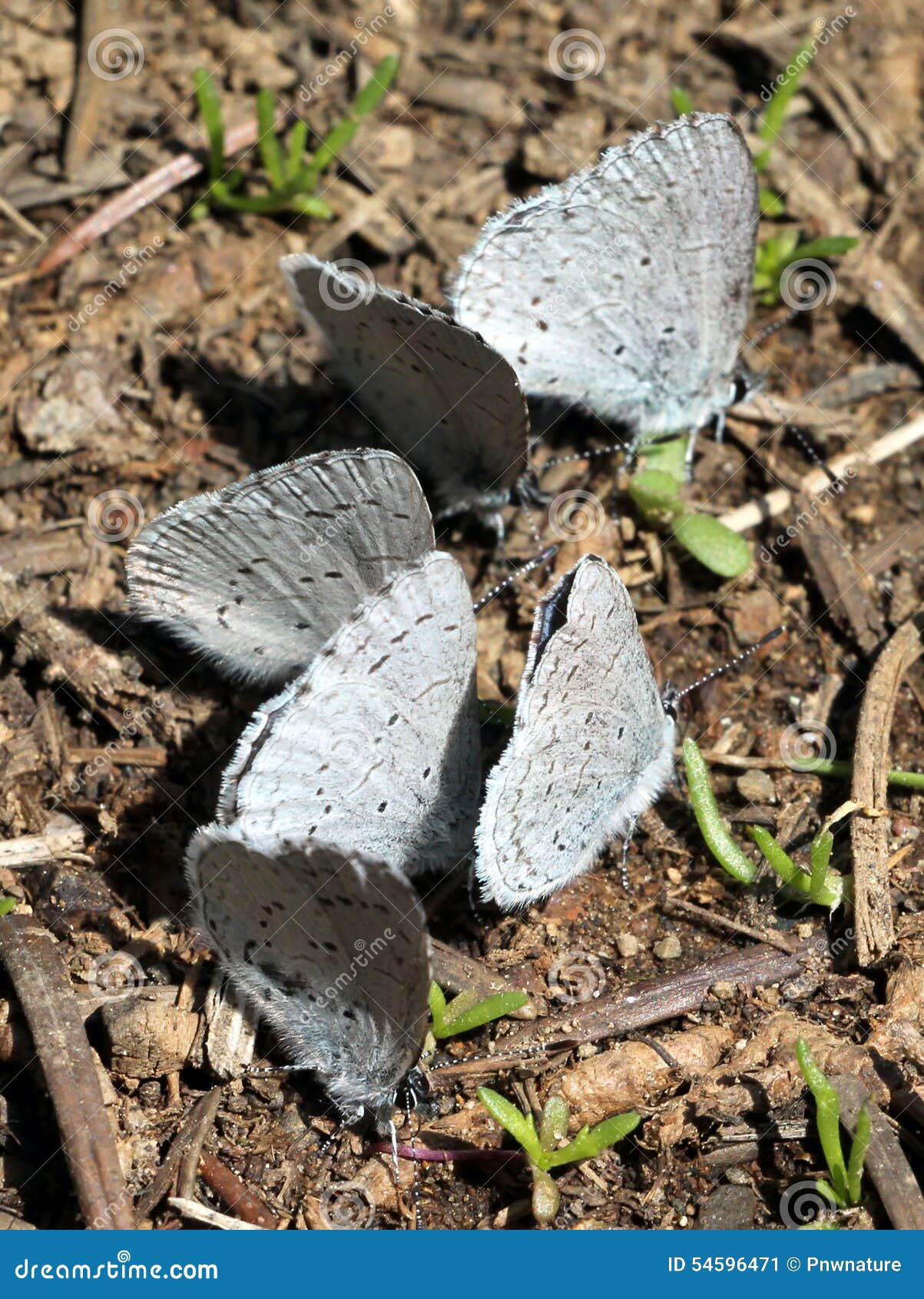 Spring Azure Caterpillar
