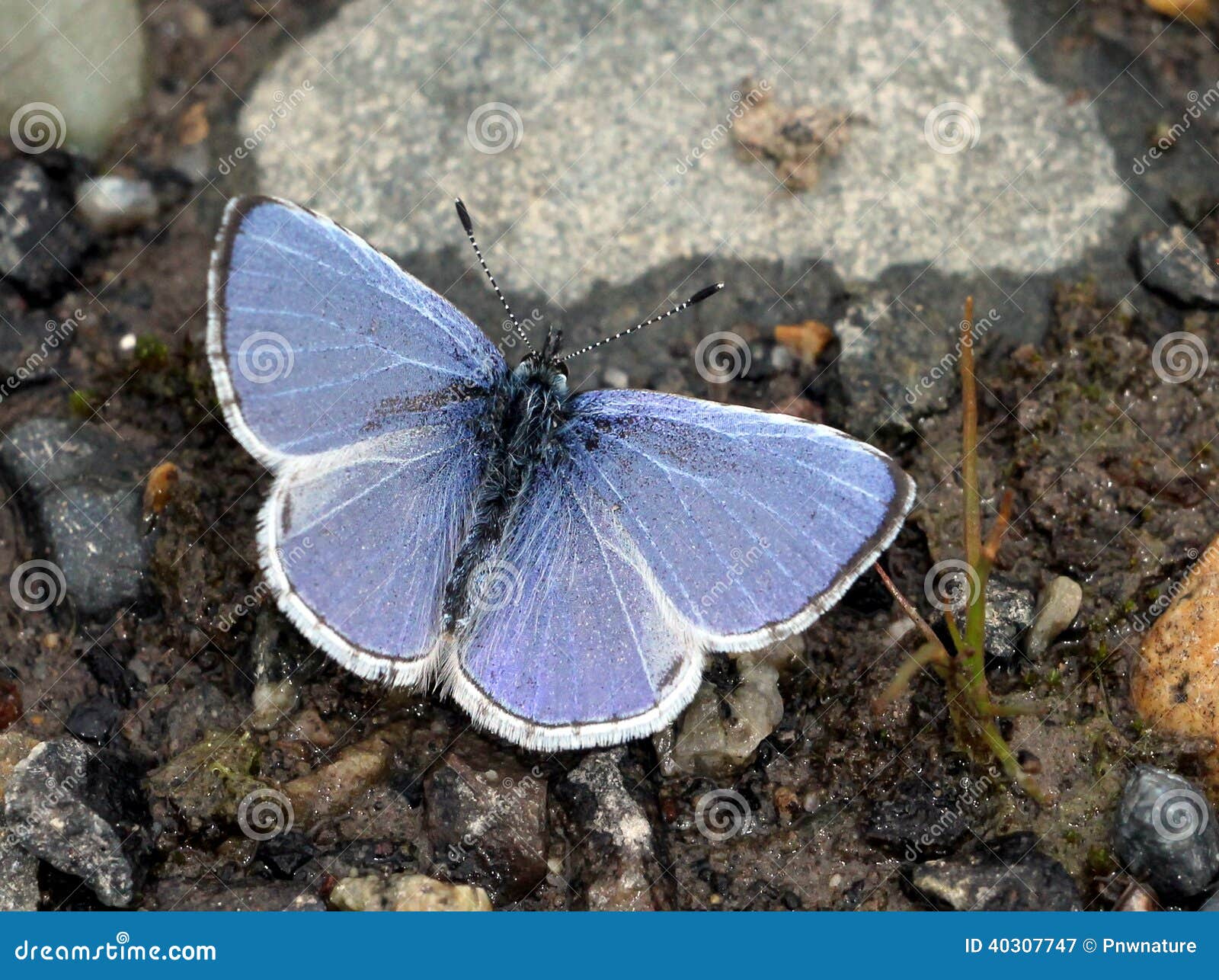 Echo Azure Butterfly with Wings Open Stock Image - Image of washington ...