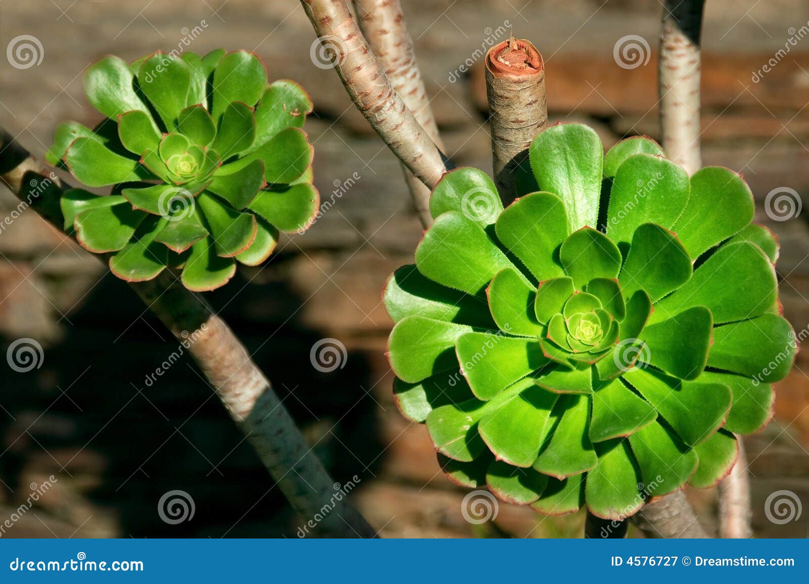 Echoed fat plants stock image. Image of leaf, limbs, flowers - 4576727