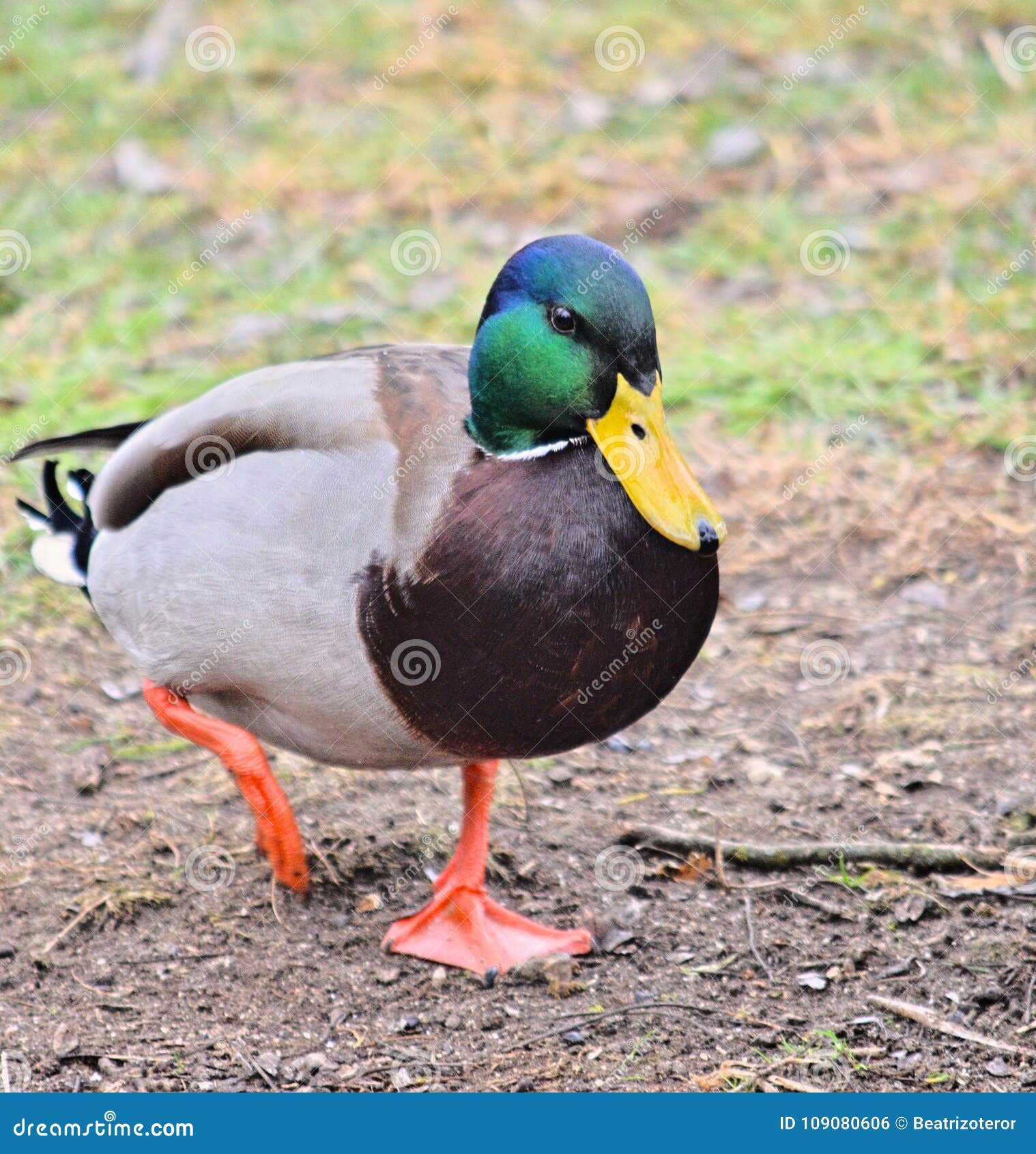 Echte Eend stock foto. Image of rood, geel, groen, ovipareus - 109080606