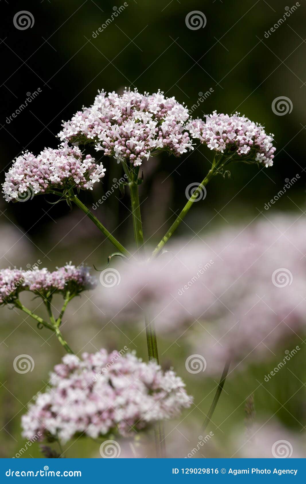 Echte Valeriaan, Valeriana, Officinalis Do Valeriana Foto de Stock ...