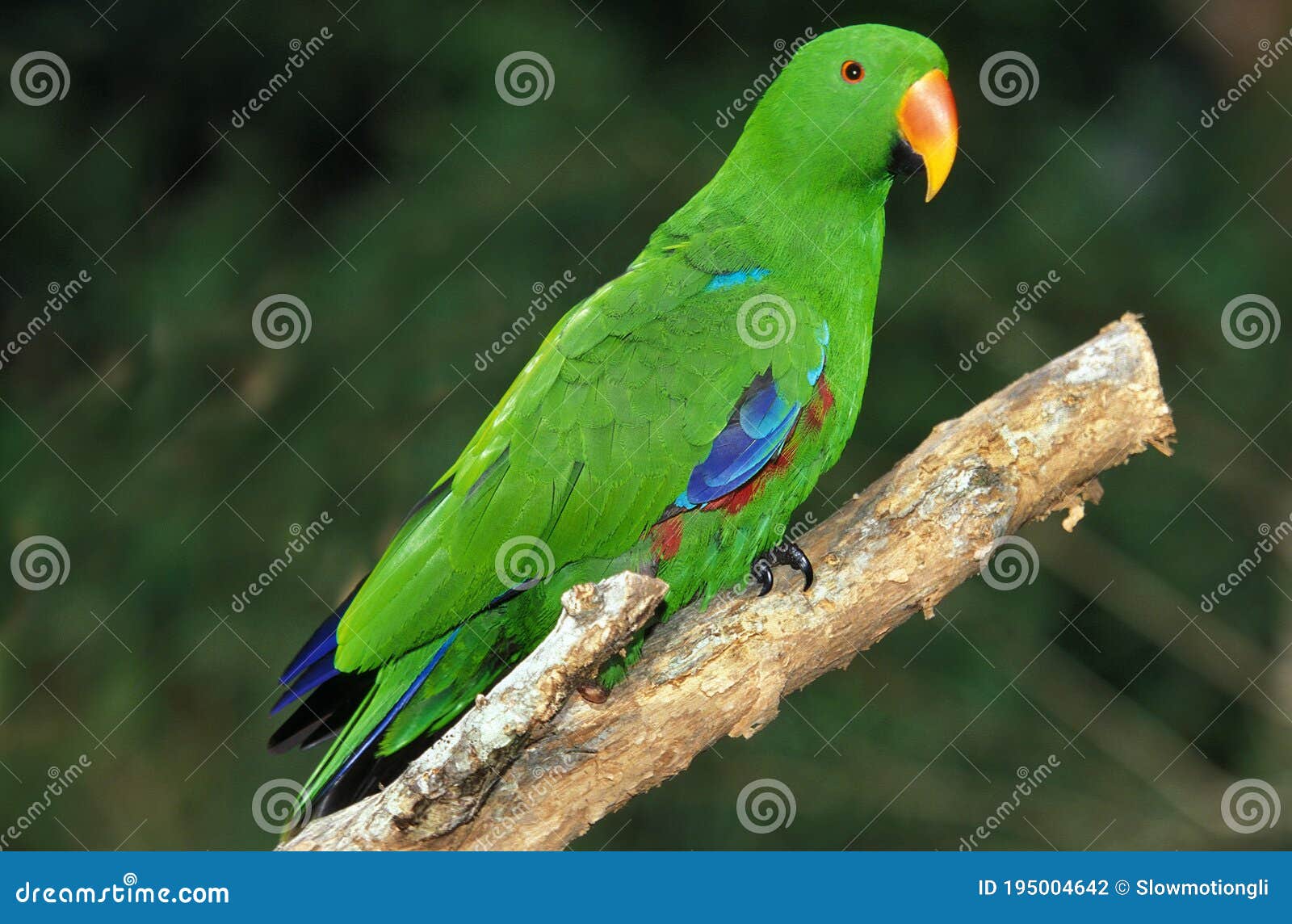 Eclectus Loro Eclectus Roratus Macho Parado En Rama Foto de archivo ...