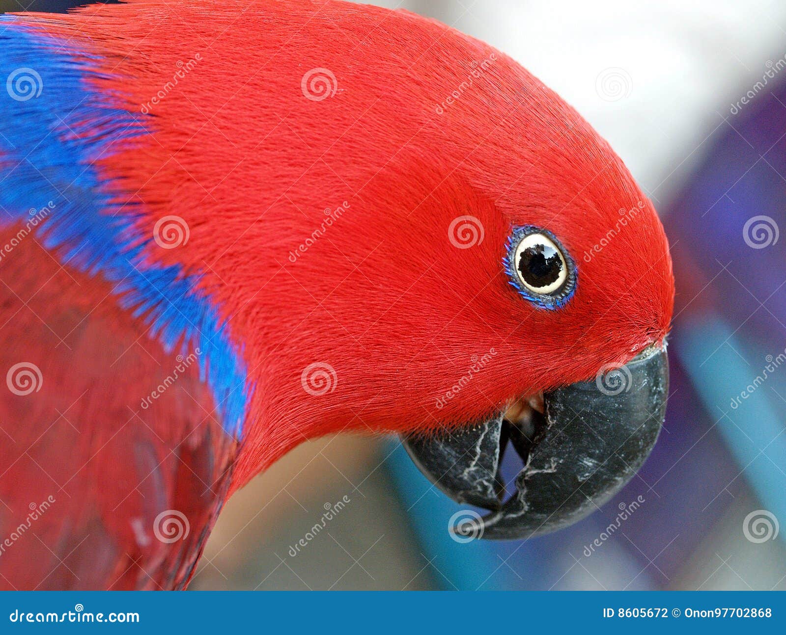Eclectus Parrot stock photo. Image of dimorphism, eclectus - 8605672