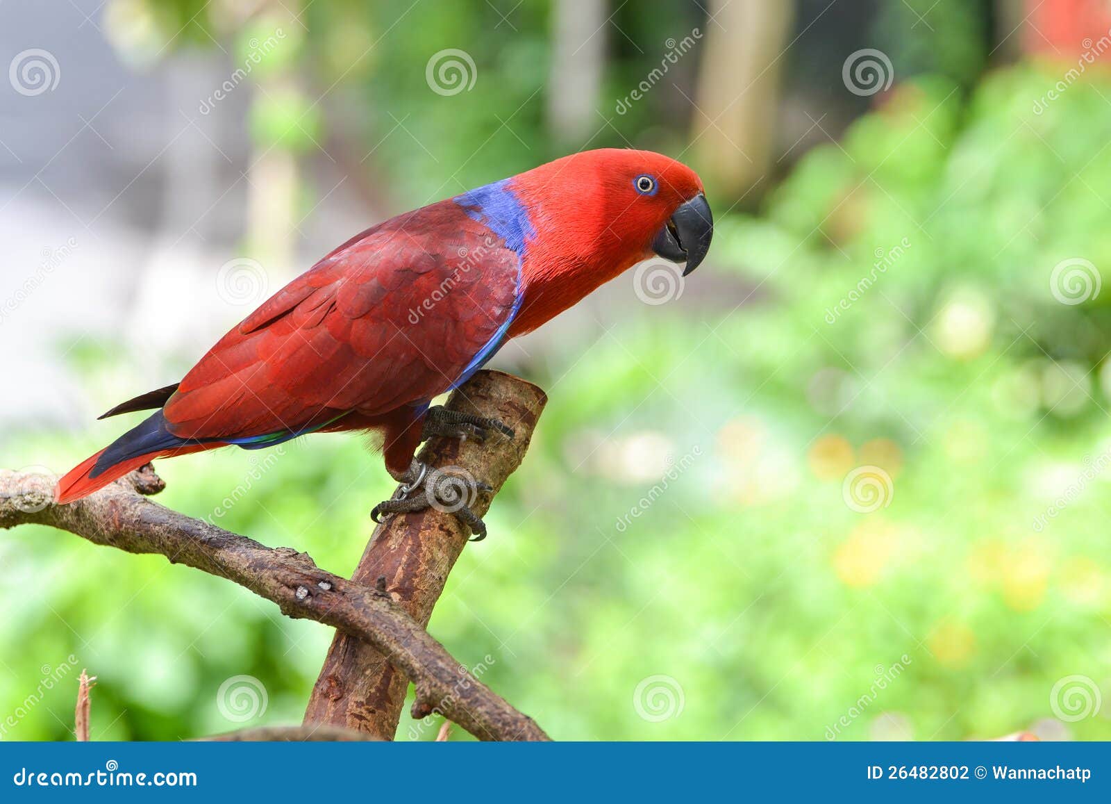 Eclectus Parrot (Eclectus Roratus) Stock Photo - Image of colorful ...