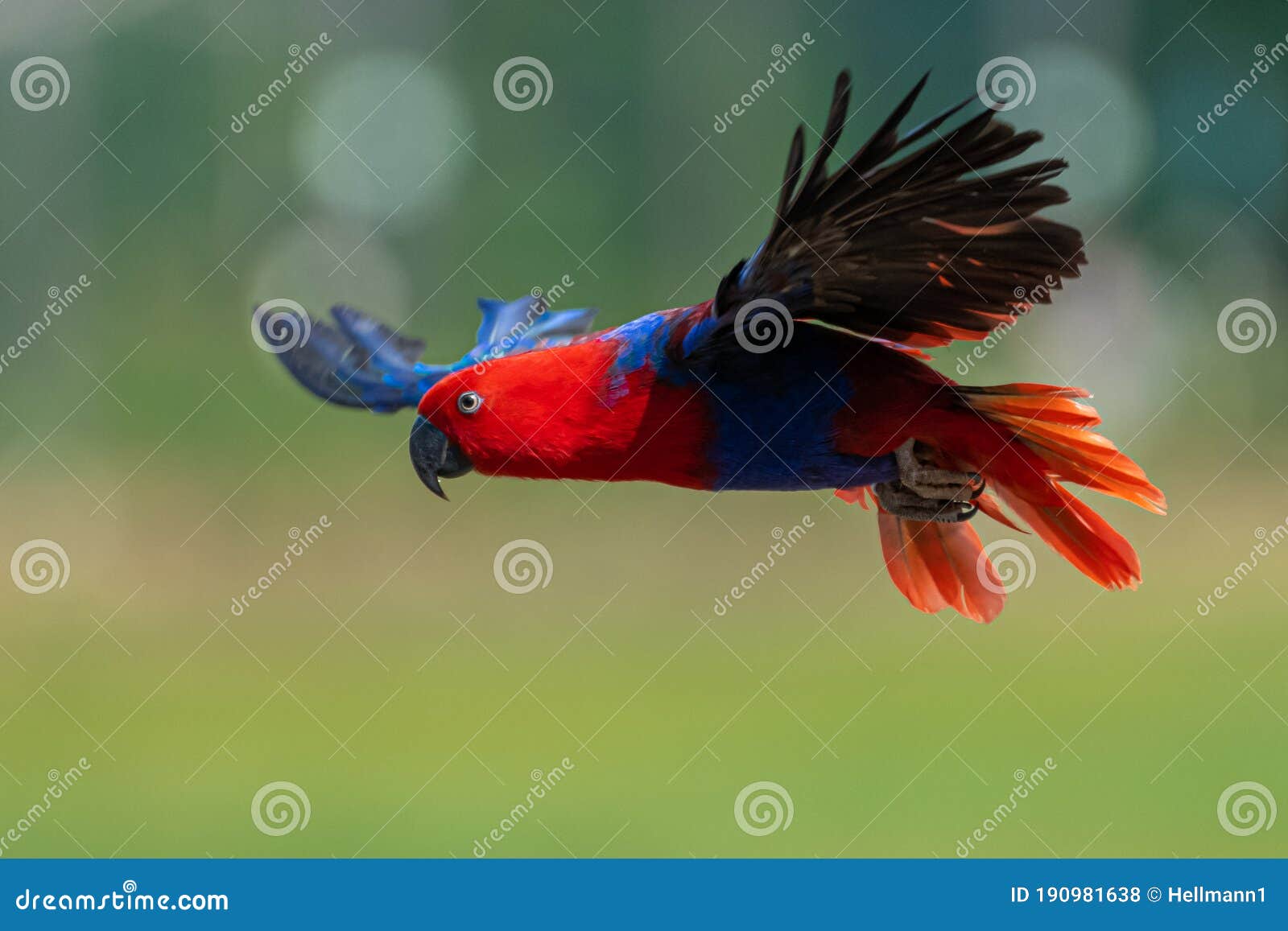 Eclectus Parrot Flying