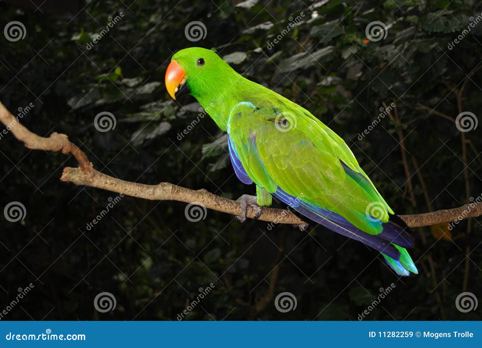 Eclectus Parrot Male, Australia Stock Image - Image of wildlife ...