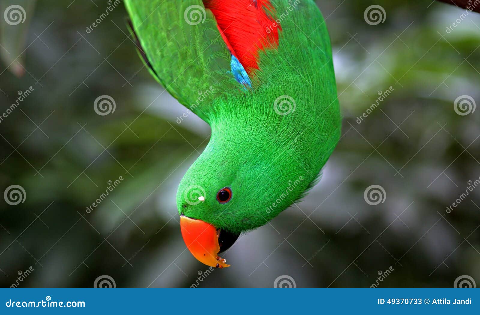 Eclectus parrot stock image. Image of closeup, multicolored - 49370733