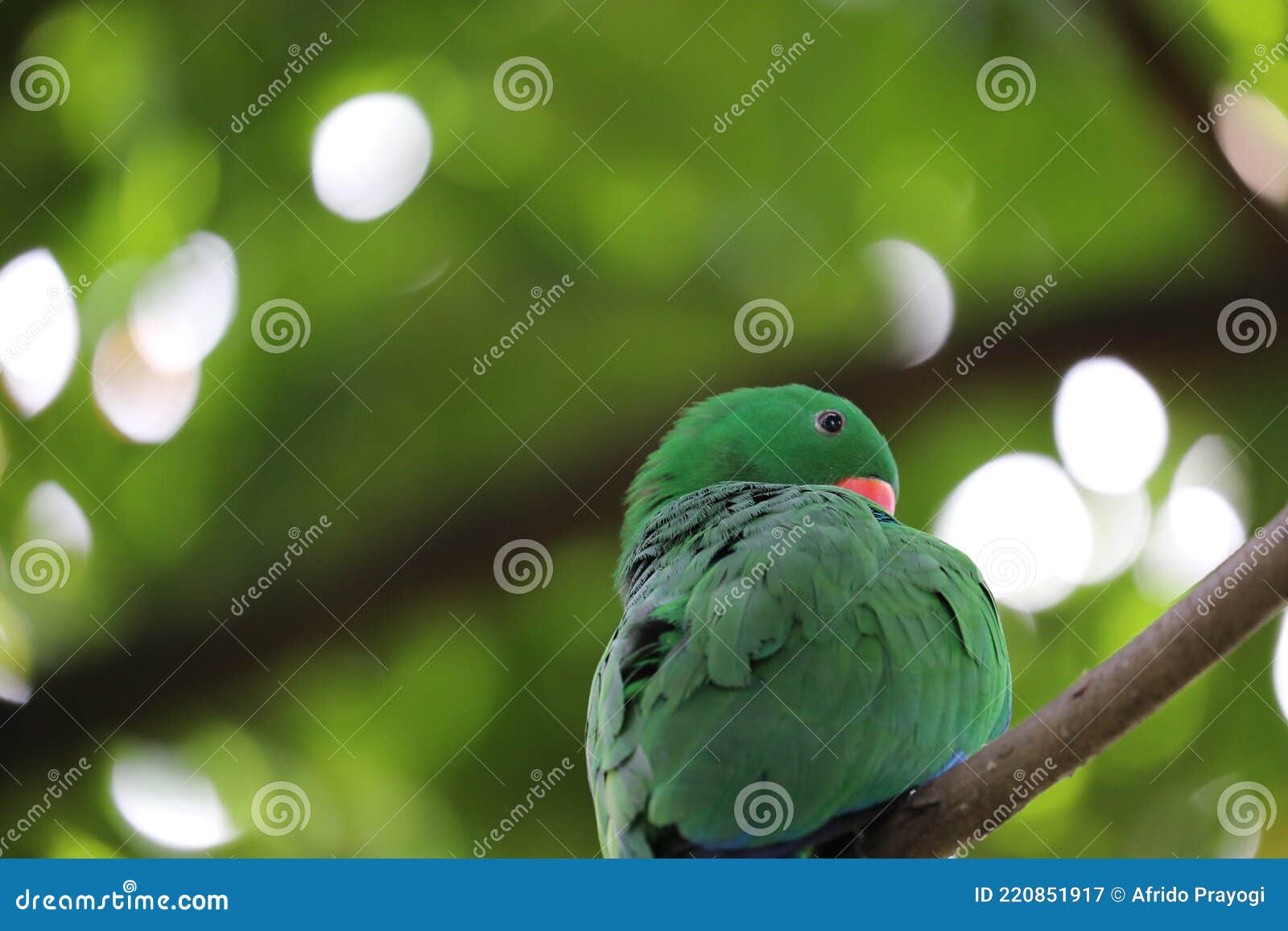 The Eclectus Parrot Nuri Bayan Cleaning Fur Stock Image - Image of ...