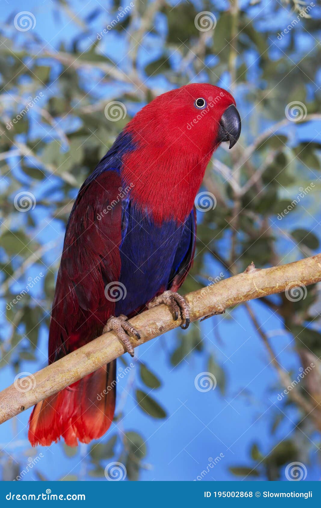 ECLECTUS PARROT Eclectus Roratus, FEMALE STANDING on BRANCH Stock Photo ...