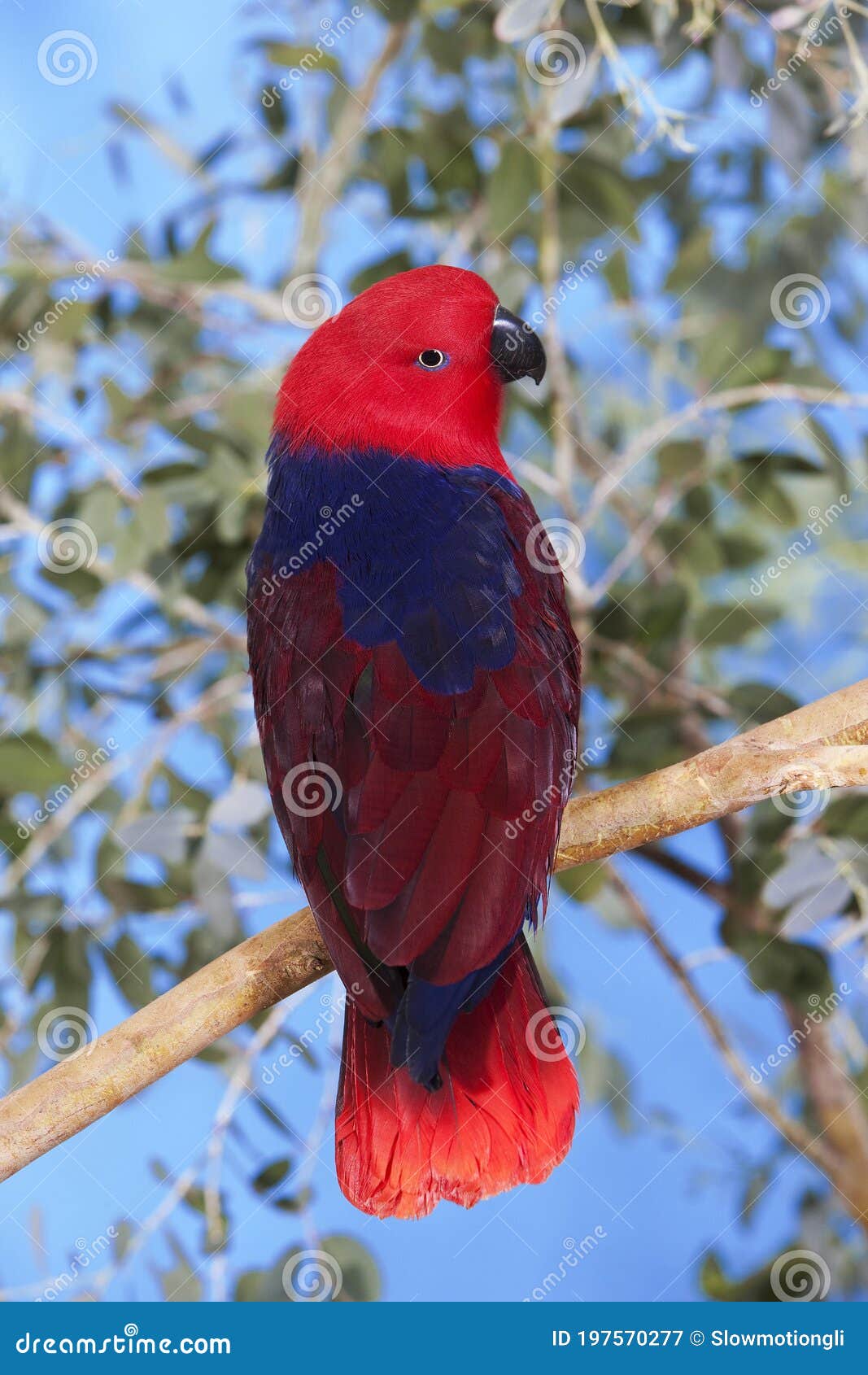 Eclectus Parrot, Eclectus Roratus, Female Standing on Branch Stock ...