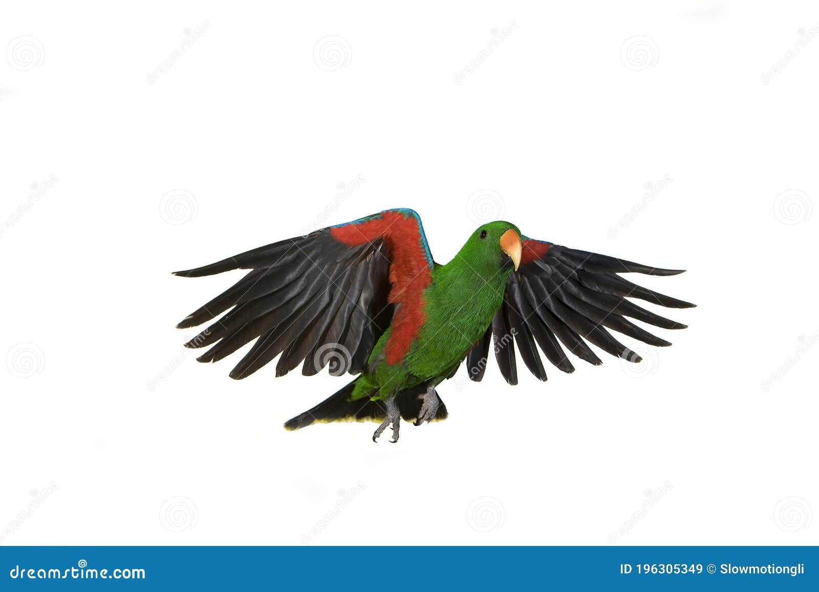Eclectus Parrot Flying