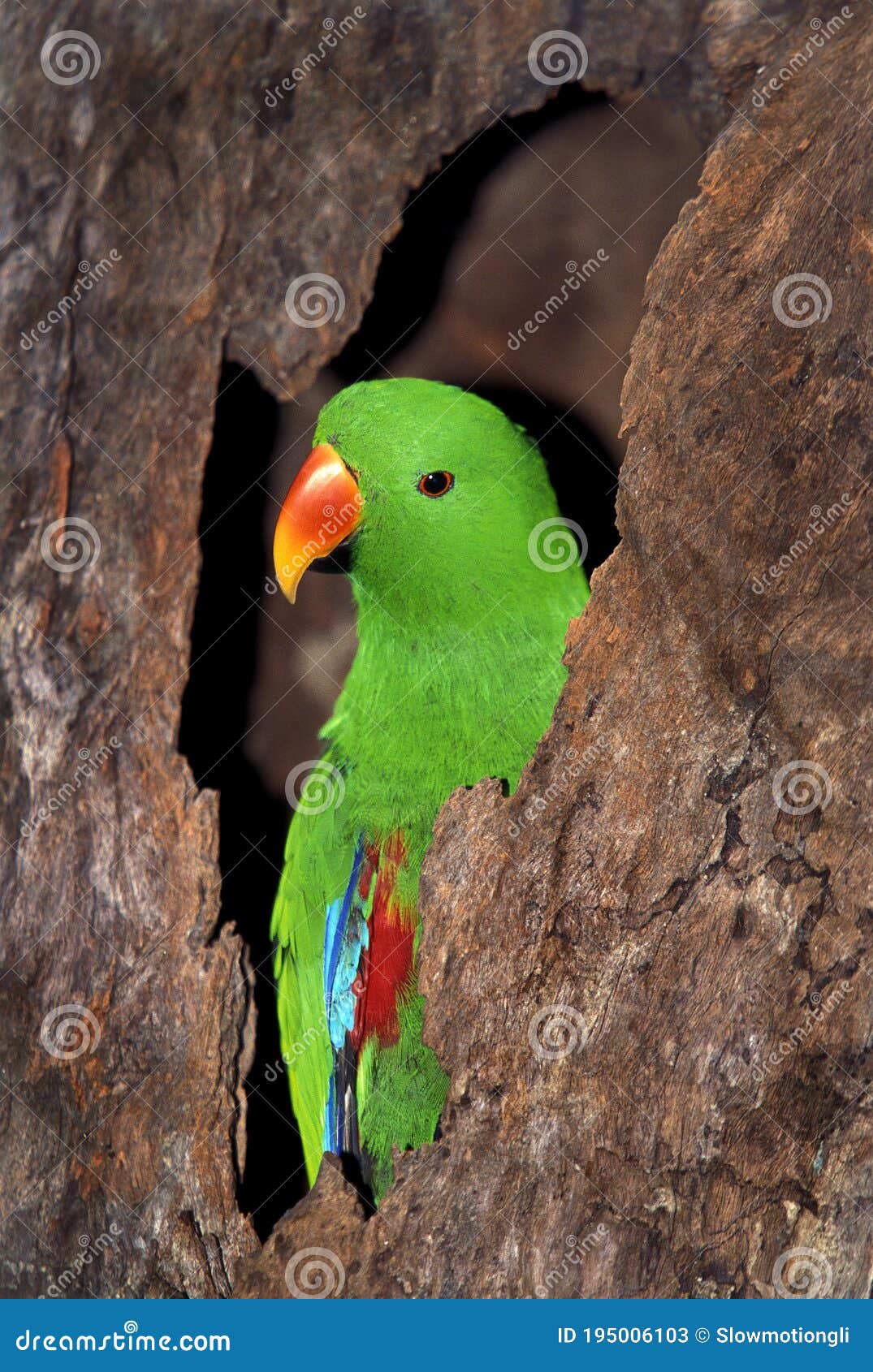 ECLECTUS PARROT Eclectus Roratus, MALE STANDING in TREE HOLE Stock ...