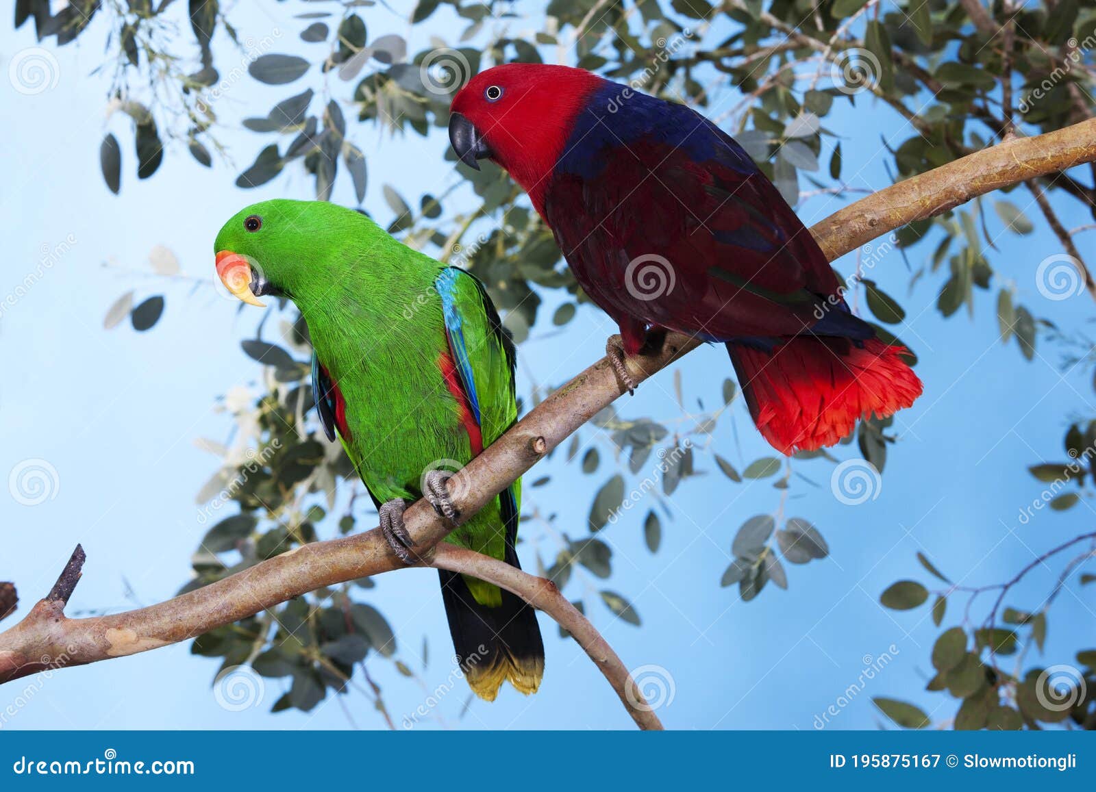 Eclectus Parrot, Eclectus Roratus, Pair Standing on Branch Stock Image ...