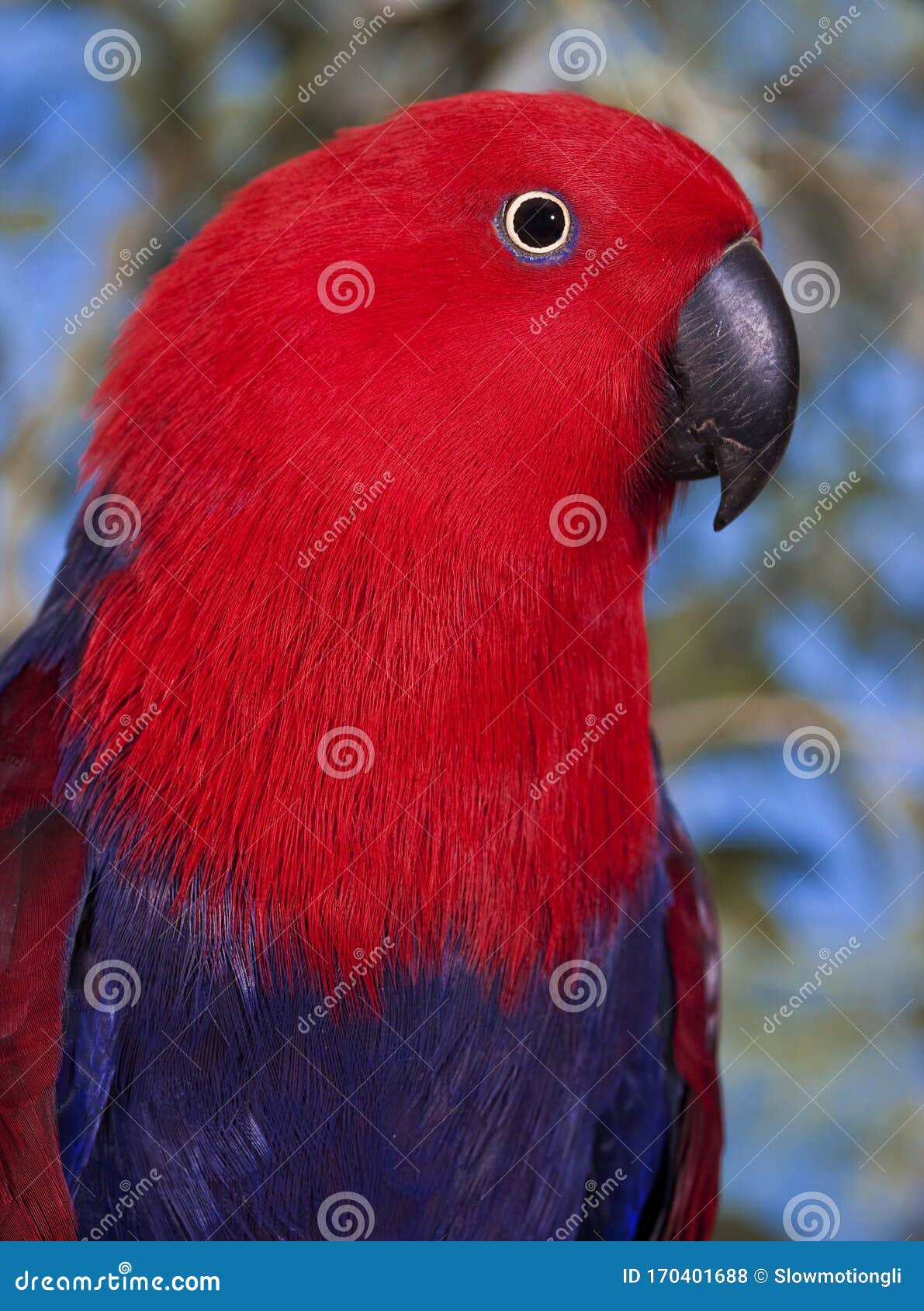 ECLECTUS eclectus roratus stock photo. Image of blue - 170401688