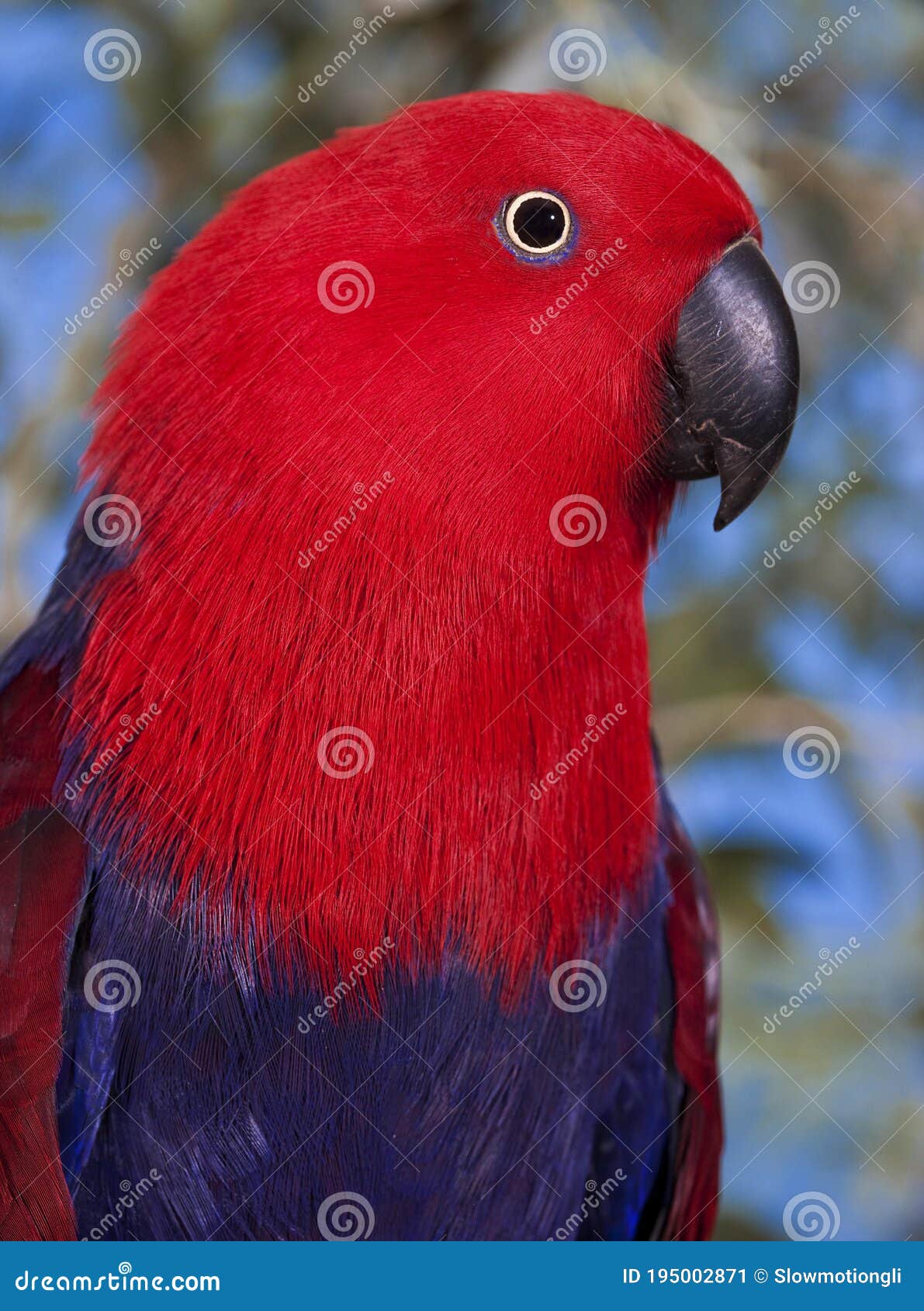 ECLECTUS PARROT Eclectus Roratus, PORTRAIT of FEMALE Stock Image ...