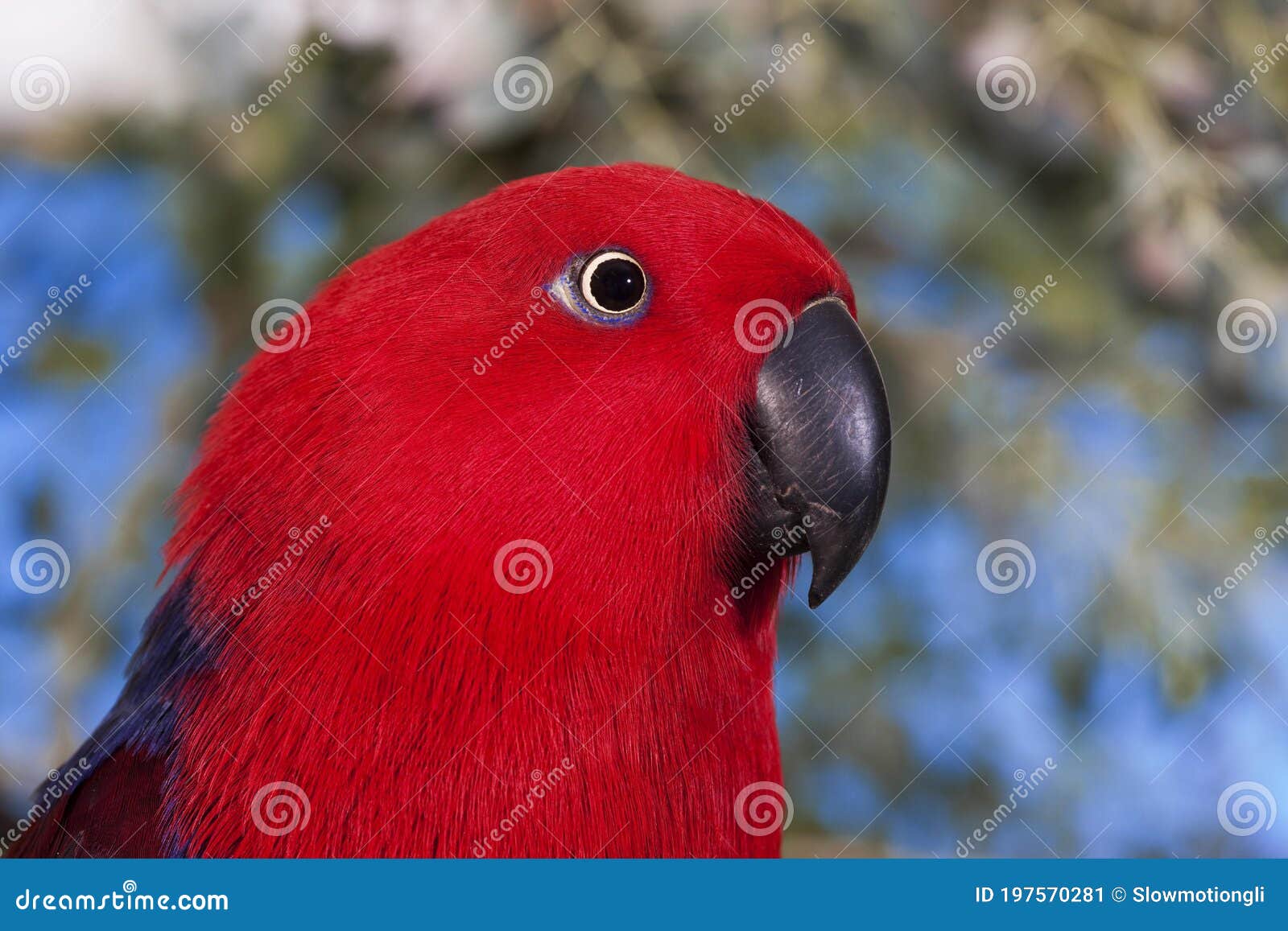 Eclectus Parrot, Eclectus Roratus, Portrait of Female Stock Image ...