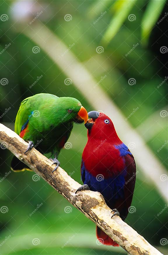Eclectus Parrots stock photo. Image of feeding, colorful - 11257396