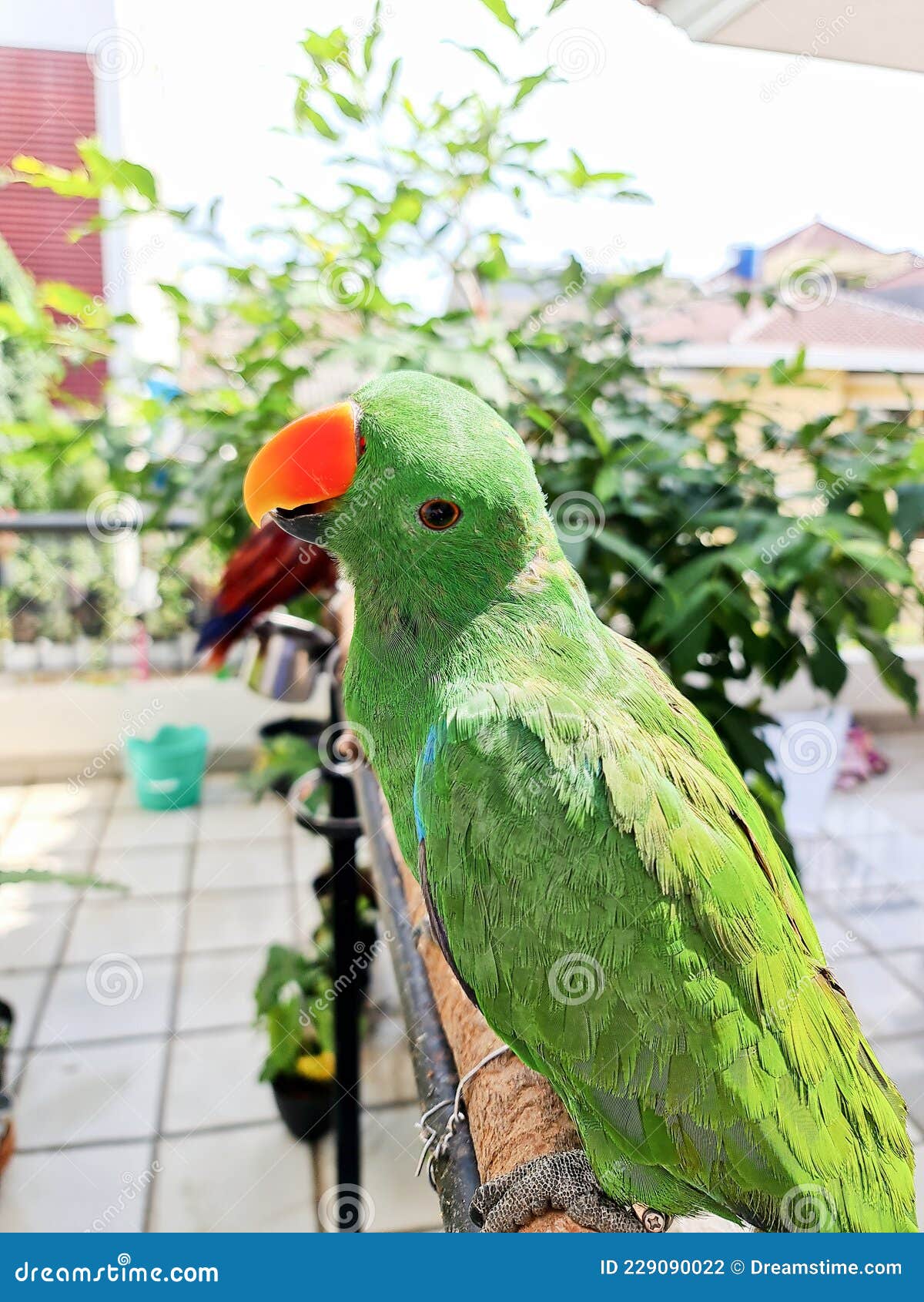 Eclectus Parrots on Outdoor Perch Stock Photo - Image of macaw, green ...