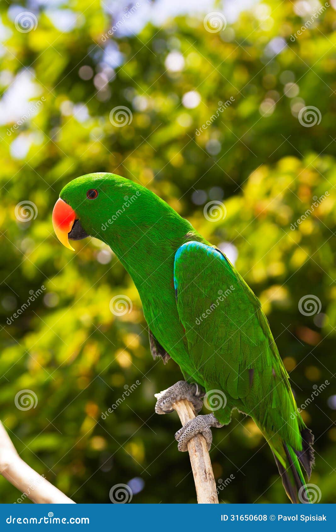 Eclectus. stock photo. Image of exotic, polychloros, bird - 31650608