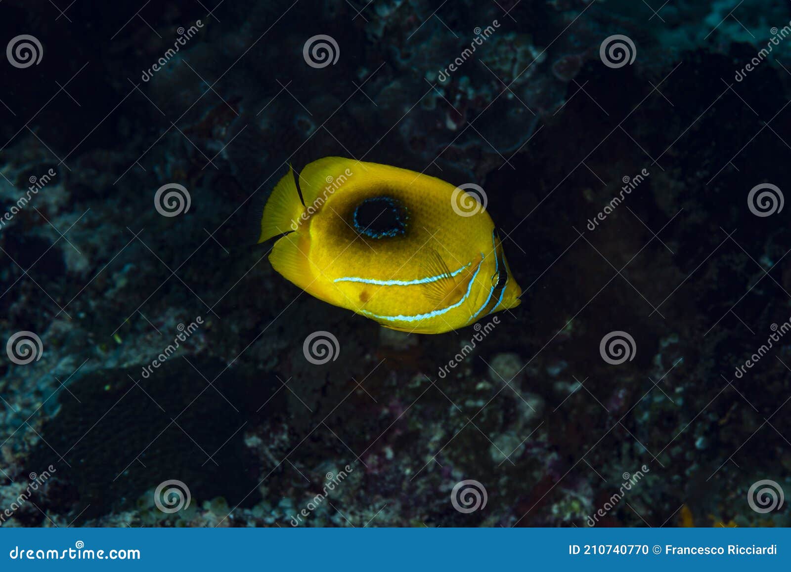 Eclipse Butterflyfish Chaetodon Bennetti Stock Photo - Image of ...