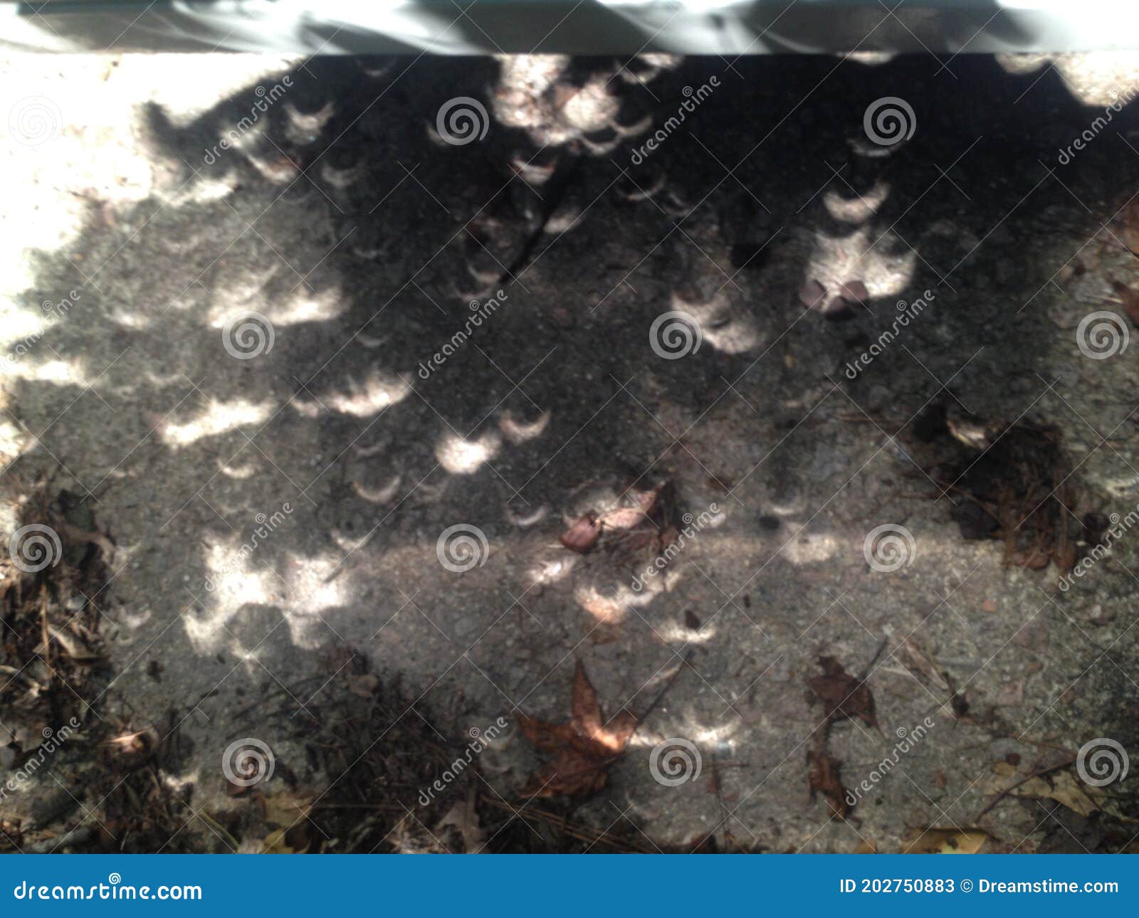 Eclipse shadows stock image. Image of leaves, focused - 202750883