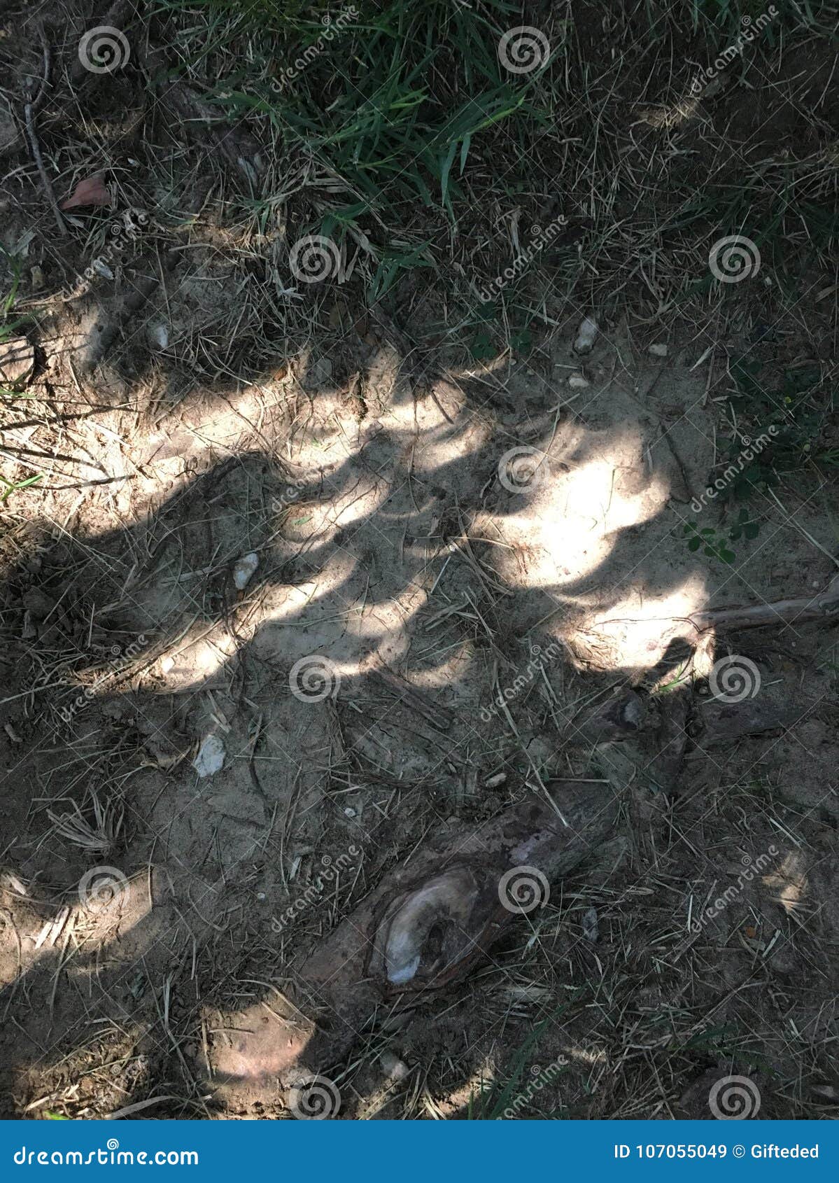 Eclipse Total Proyectado De Crescent Sun Images Minutes before, Imagen ...