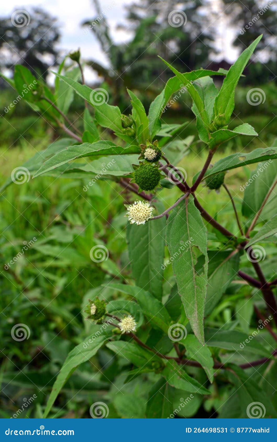 Eclipta prostrata fruit stock image. Image of food, evergreen - 264698531