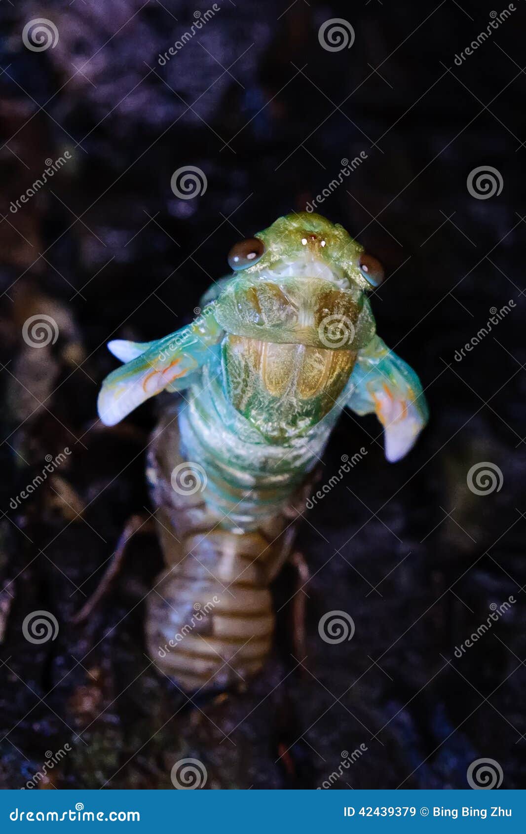 The eclosion of a cicada stock image. Image of entomology - 42439379