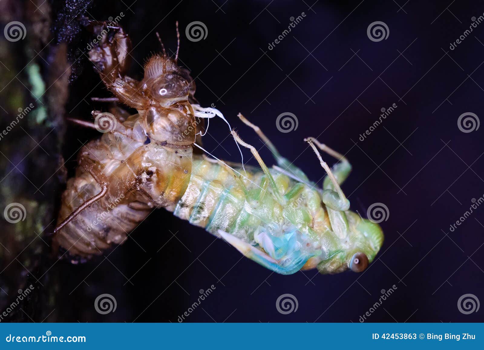 The eclosion of a cicada stock image. Image of grub, insect - 42453863
