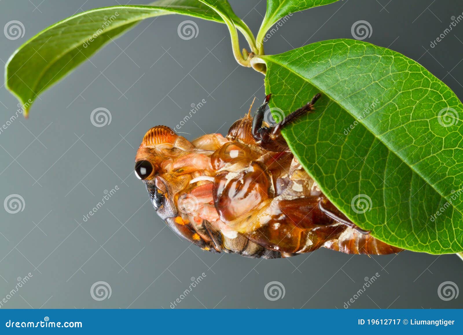 Eclosion van de cicade stock afbeelding. Image of cicade - 19612717