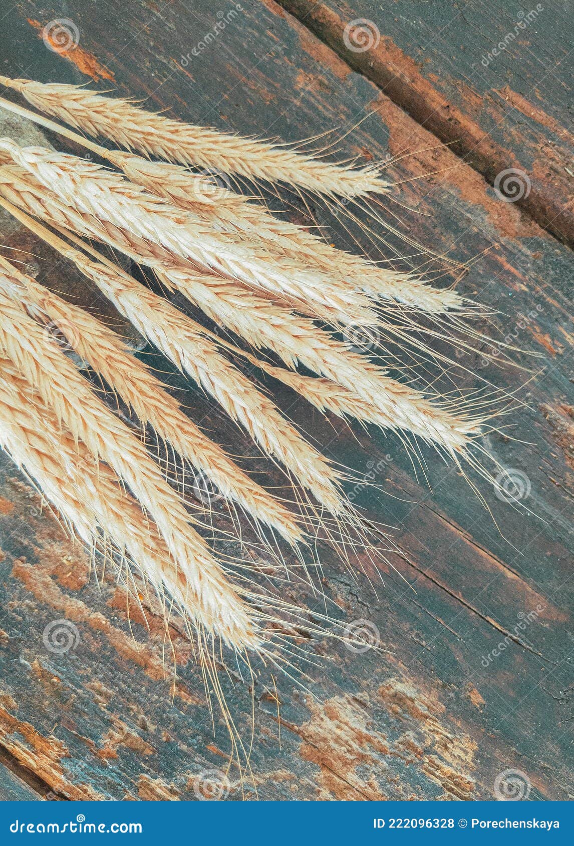 Eco Bio Wallpaper Ears of Rye and Tree. Nature Lover Concept Stock ...